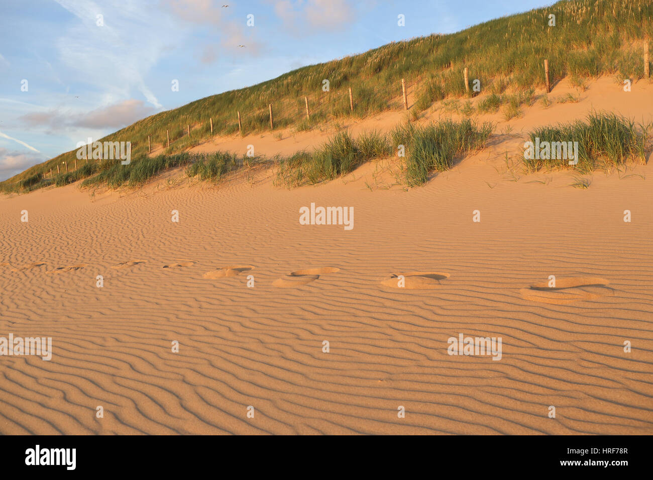 dunes at the Dutch North Sea coast Stock Photo - Alamy