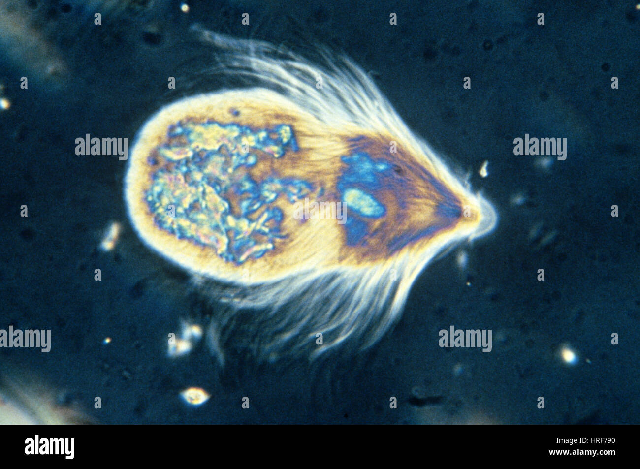 Trichonympha Sob Microscopio