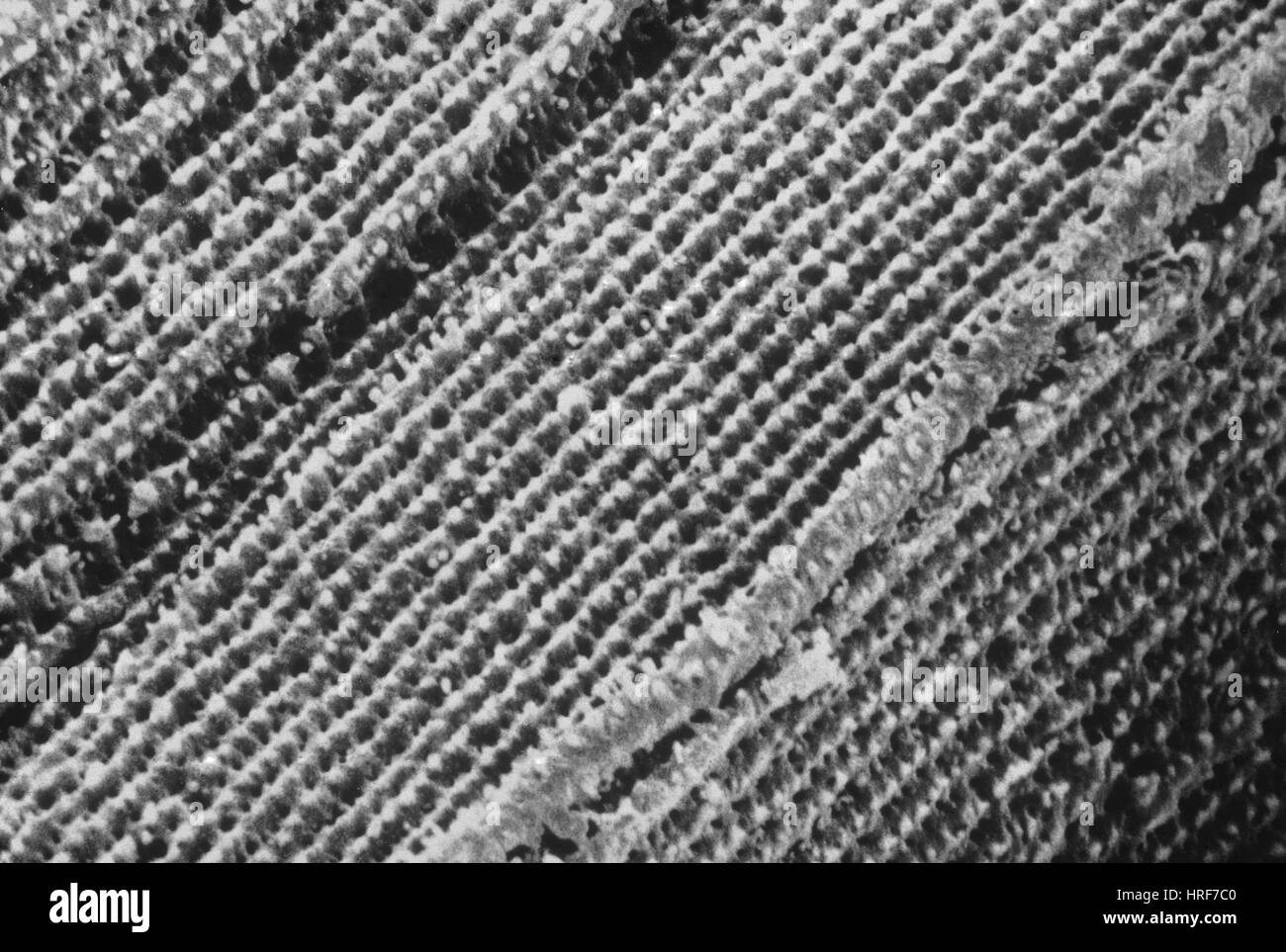 Lens system Black and White Stock Photos & Images - Alamy