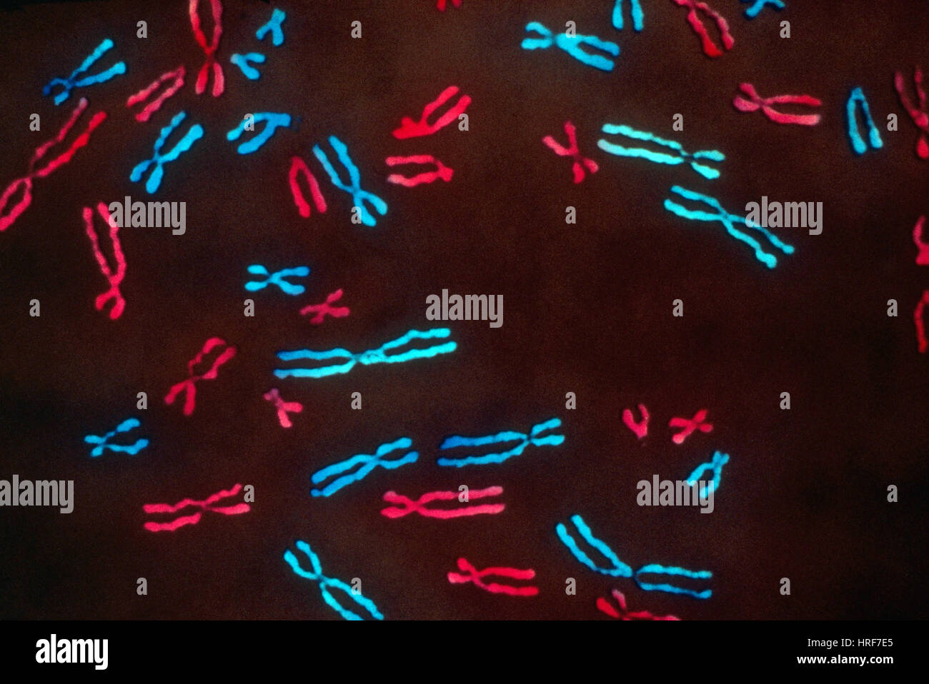 Mitosis Metaphase High Resolution Stock Photography and Images - Alamy