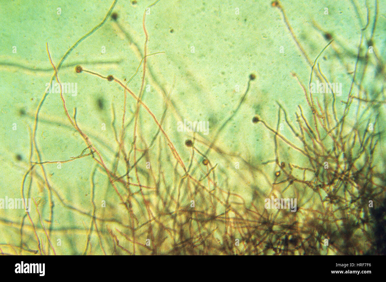 Potato Blight Mold Stock Photo - Alamy