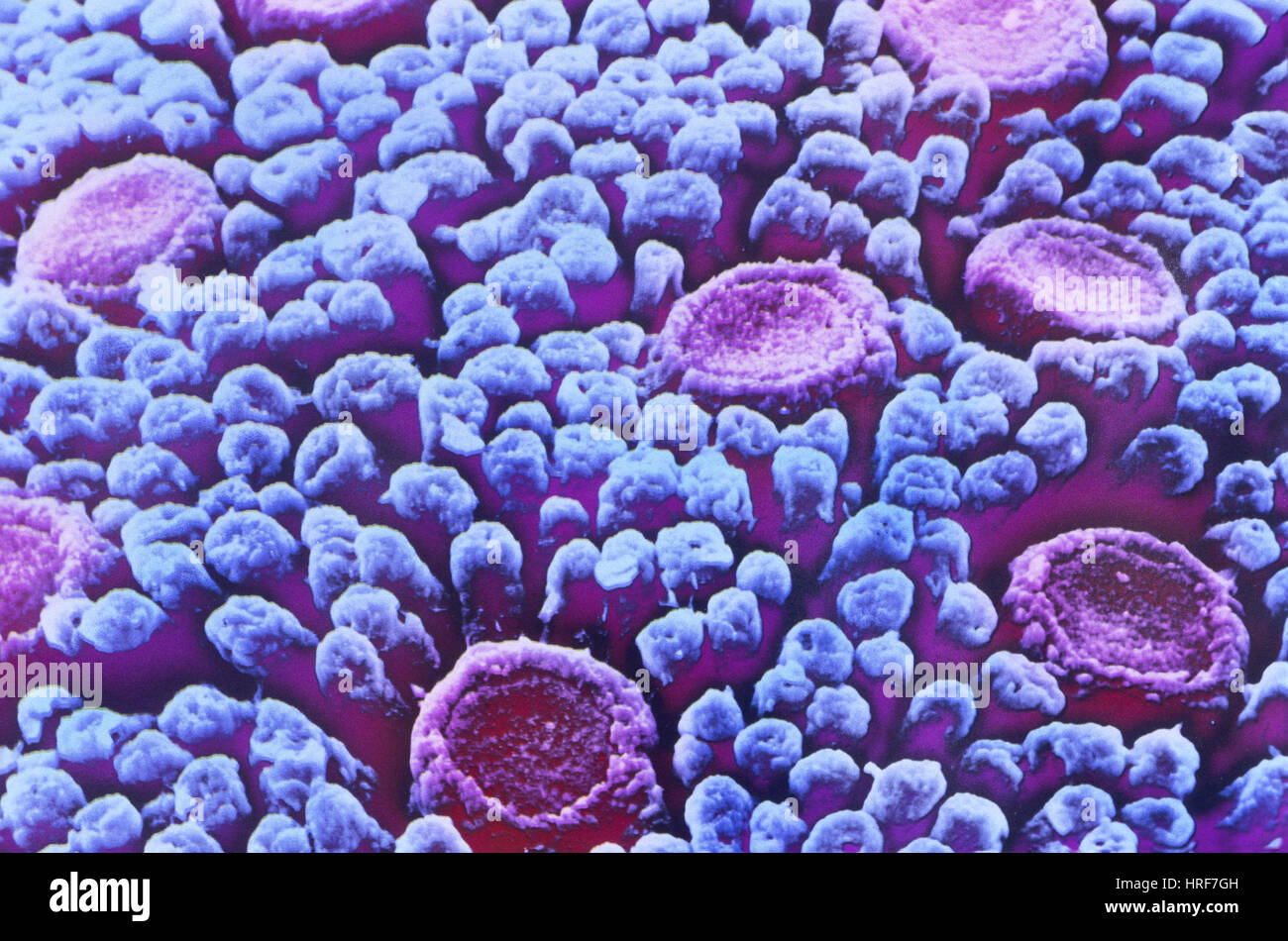 Magnification tongue hi-res stock photography and images - Alamy