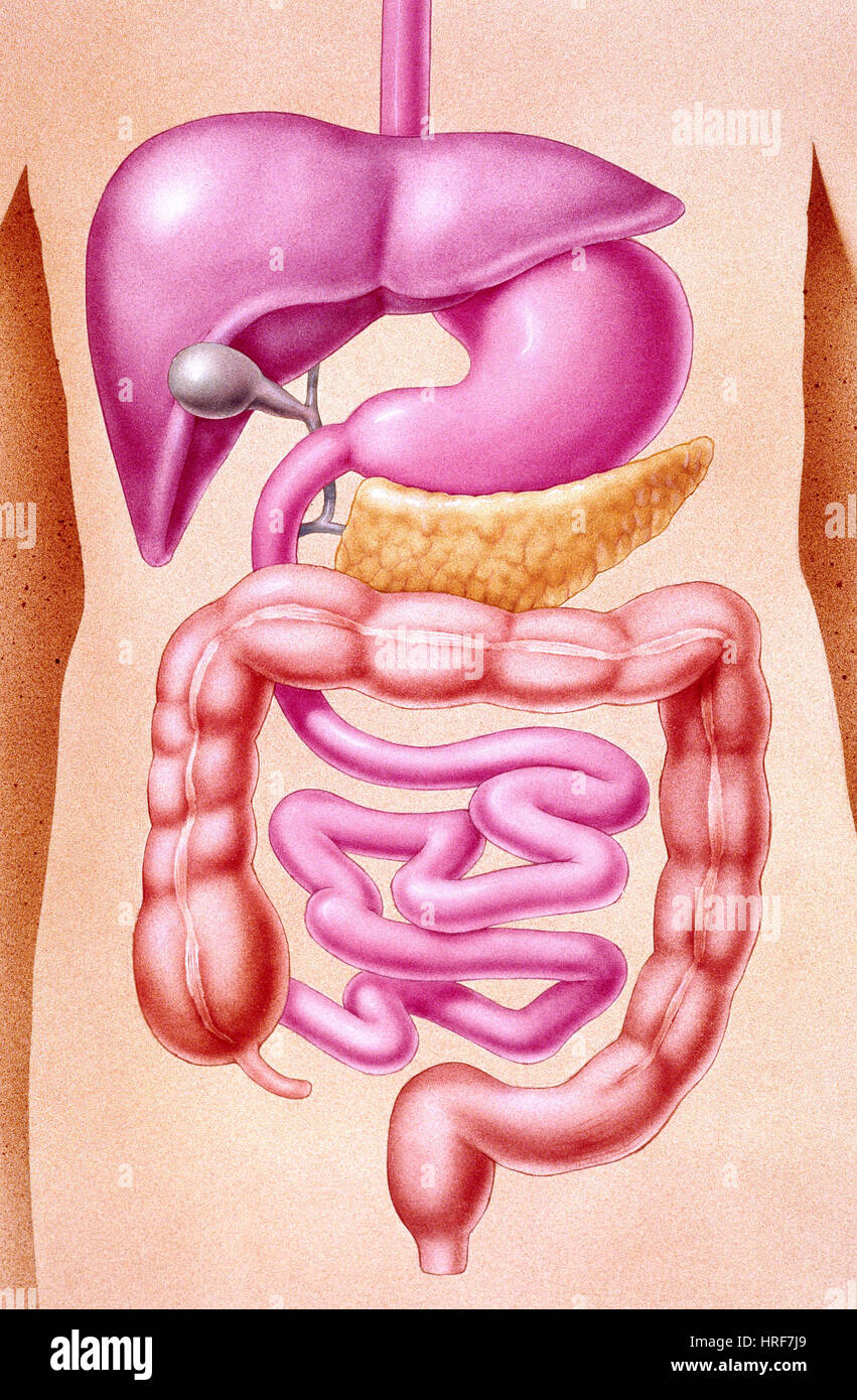 Digestive tube hi-res stock photography and images - Alamy