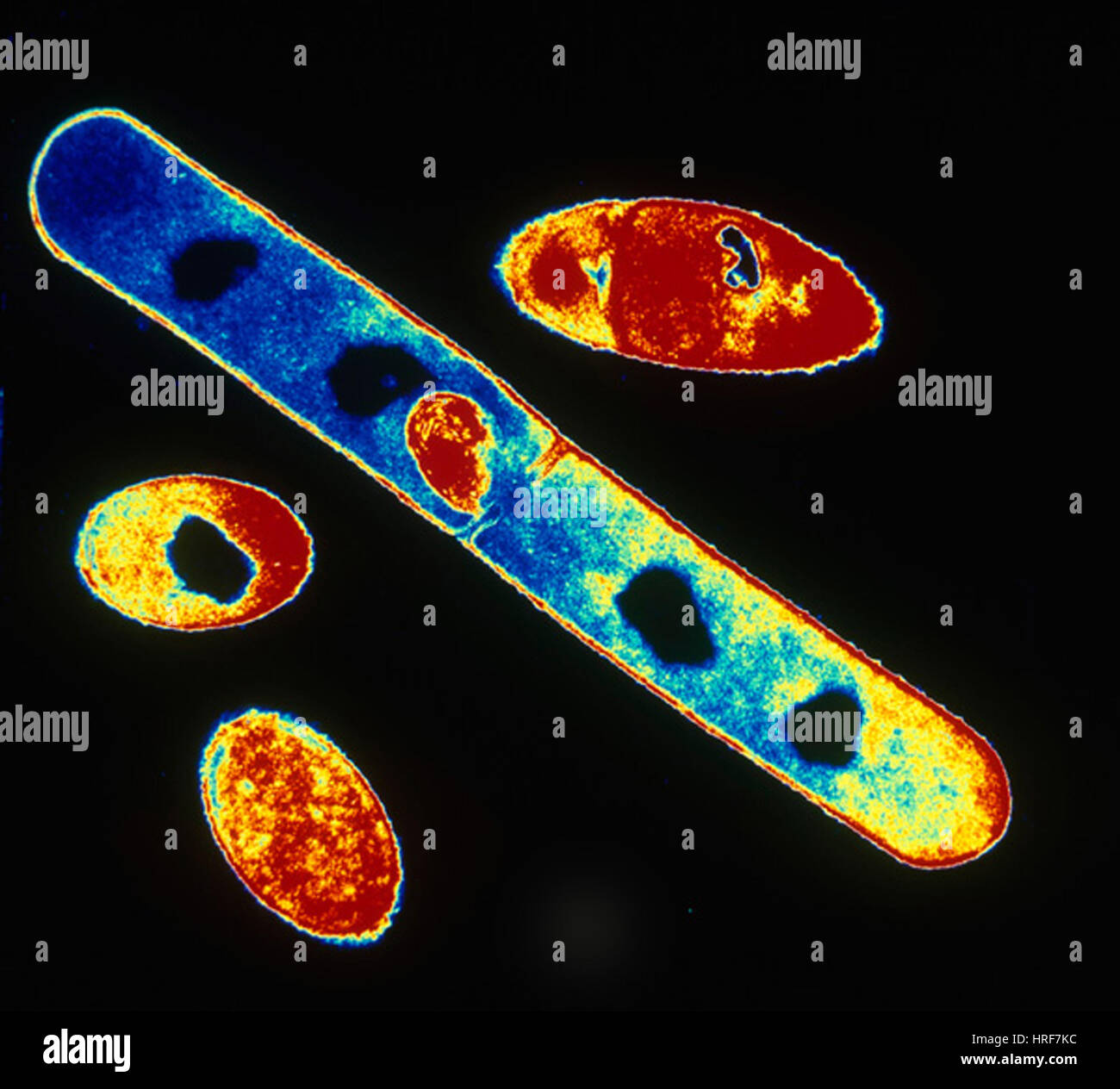 Bacillus subtilis, TEM Stock Photo - Alamy