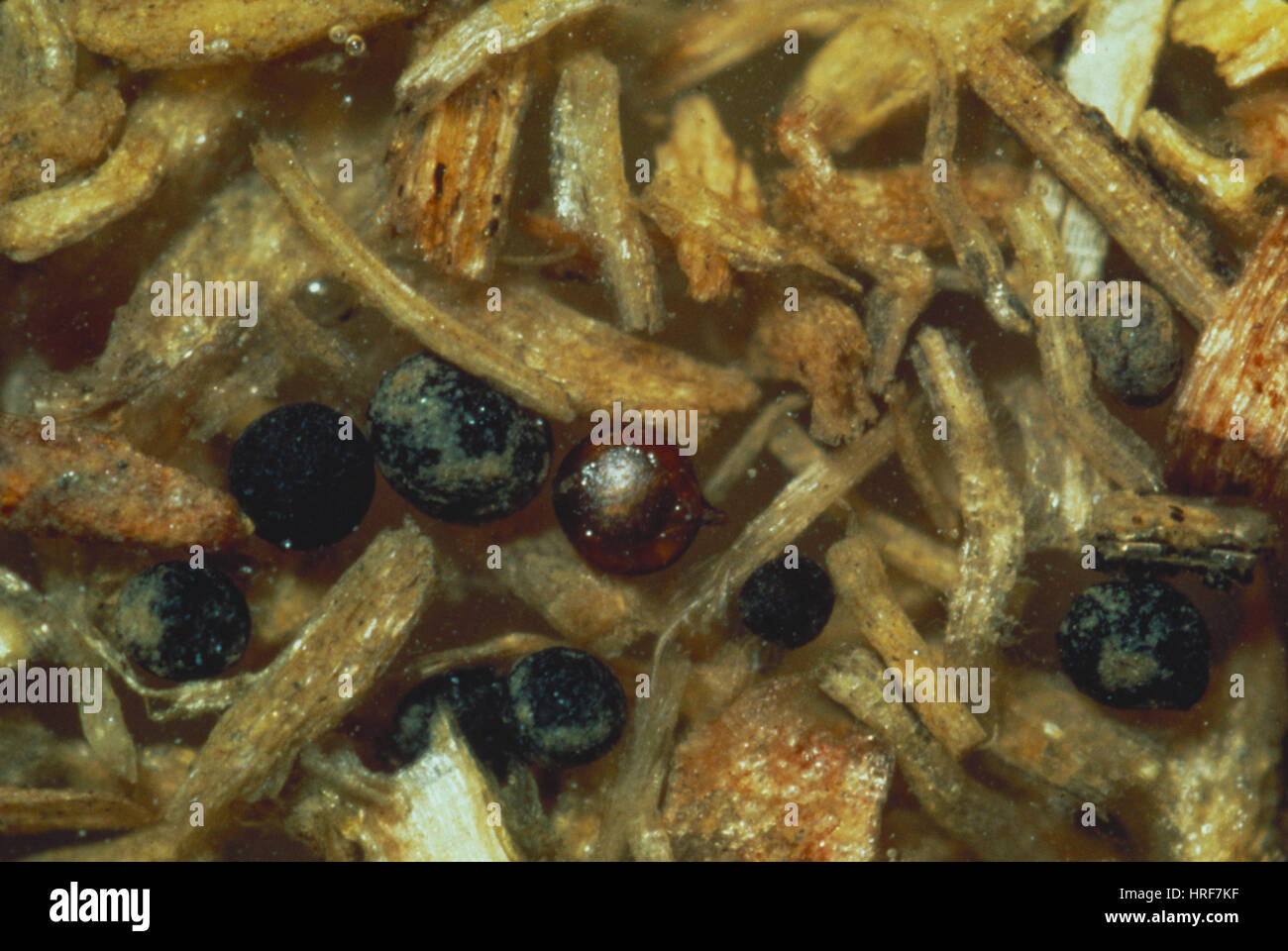 Golden Nematode Cysts Stock Photo - Alamy