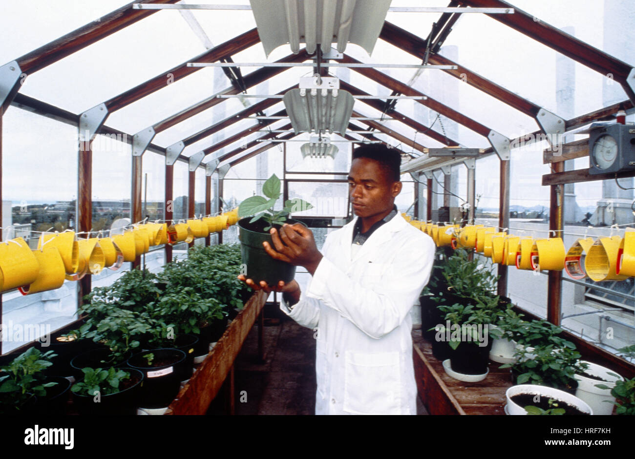 Genetically modified potato hi-res stock photography and images - Alamy