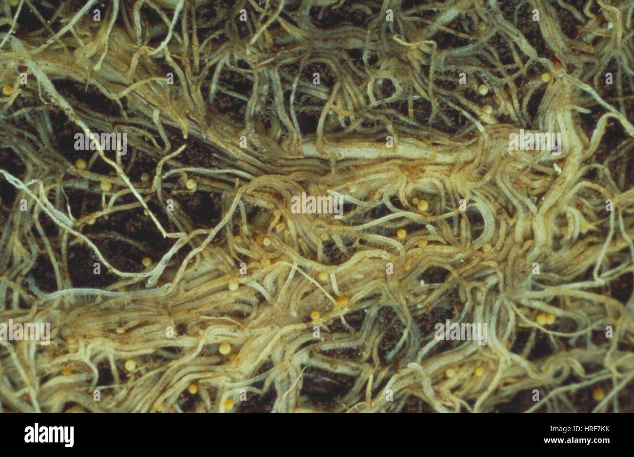 Golden Nematode Cysts Stock Photo - Alamy