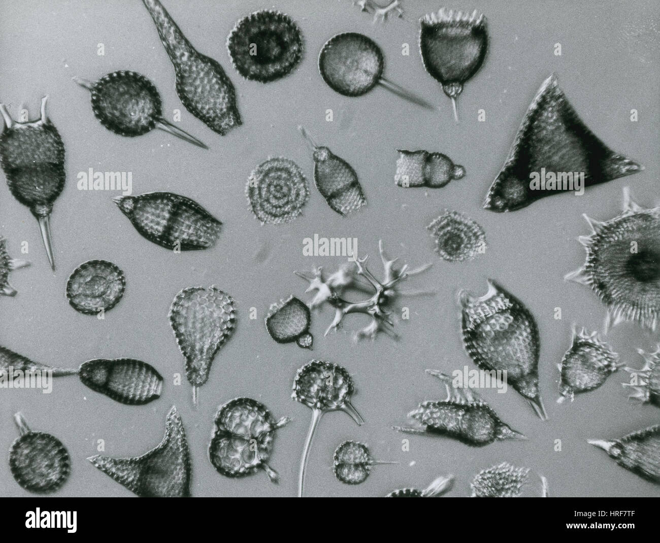 Radiolarians micrograph hi-res stock photography and images - Alamy