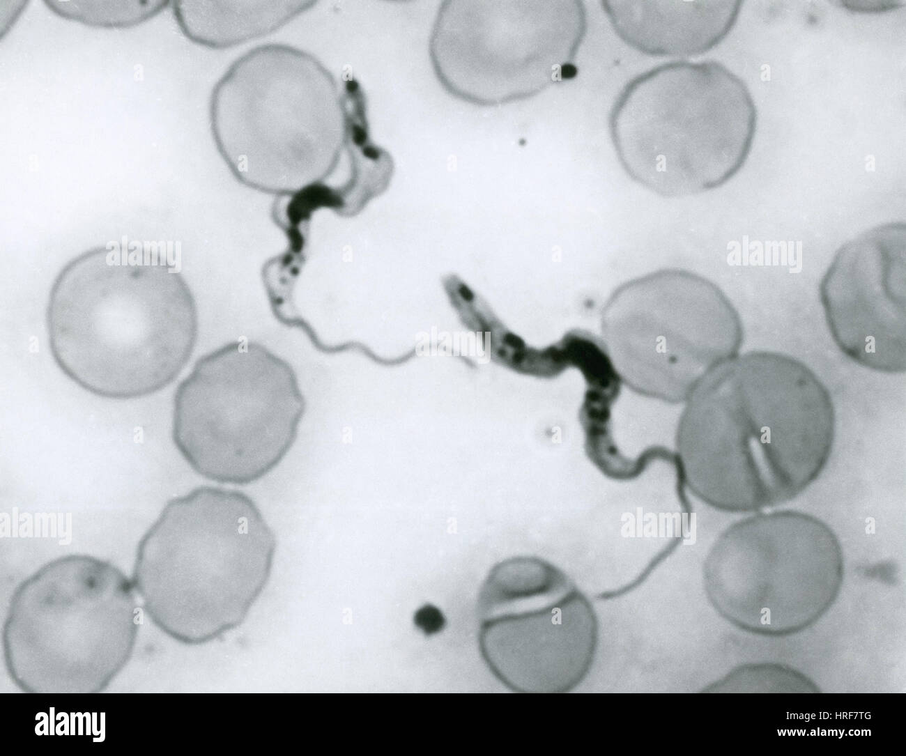 Trypanosoma brucei hi-res stock photography and images - Alamy