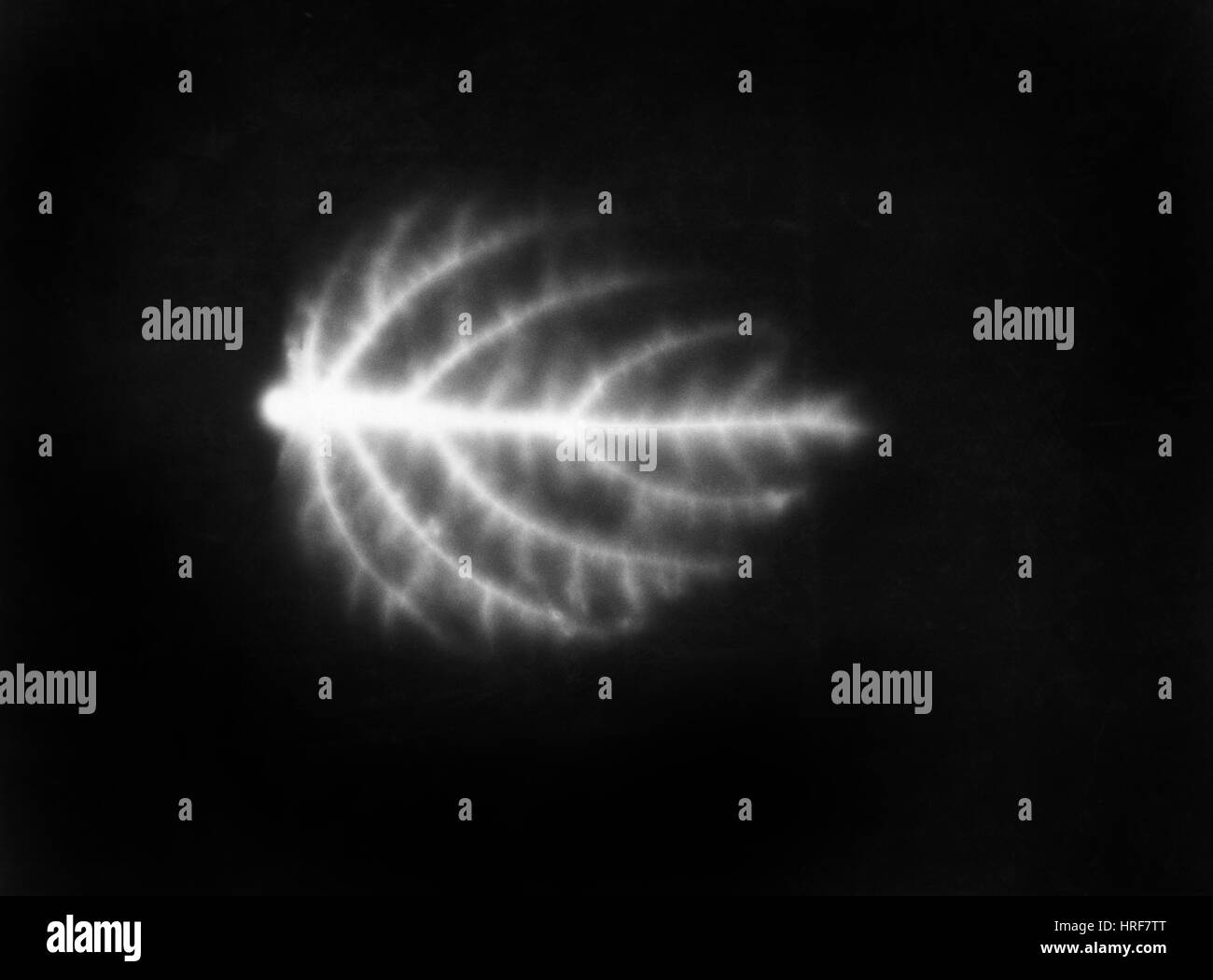 Coleus leaf veins hi-res stock photography and images - Alamy