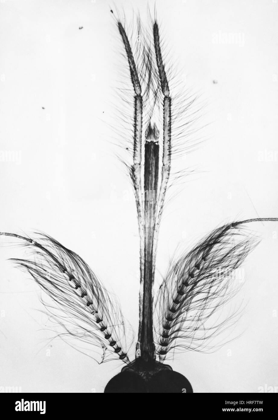 Male Mosquito Proboscis Stock Photo - Alamy