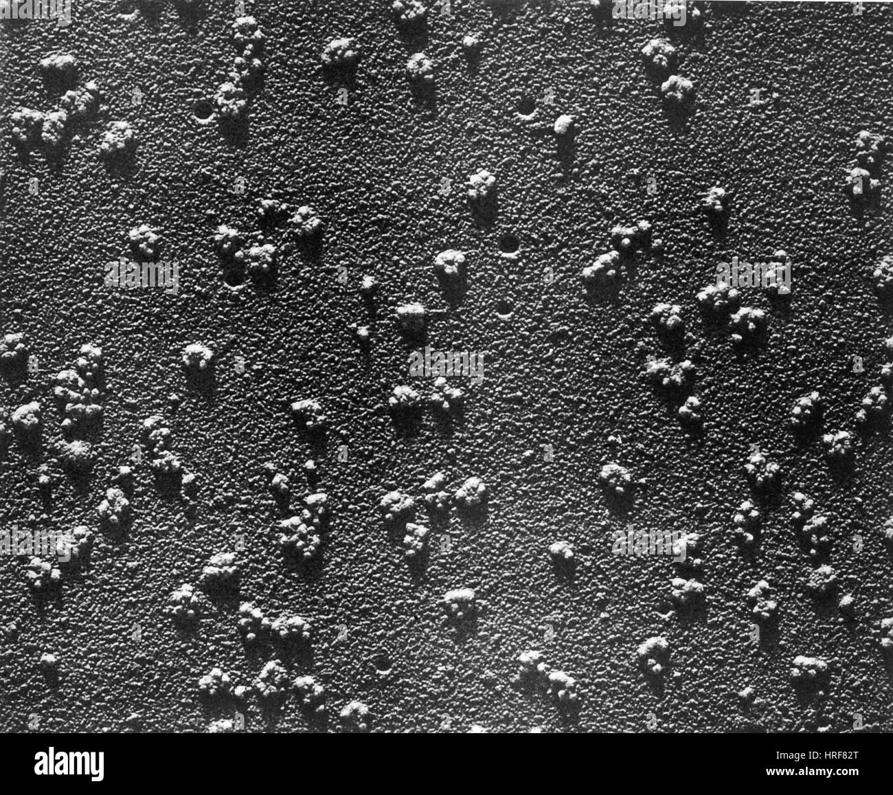 Tem reticulocyte polyribosomes hi-res stock photography and images - Alamy