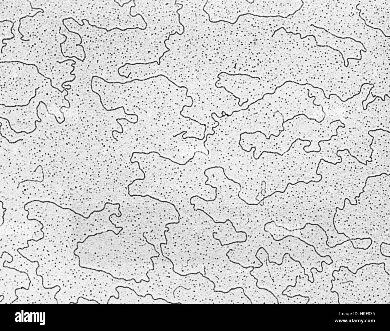Transmission electron microscopy dna hi-res stock photography and ...