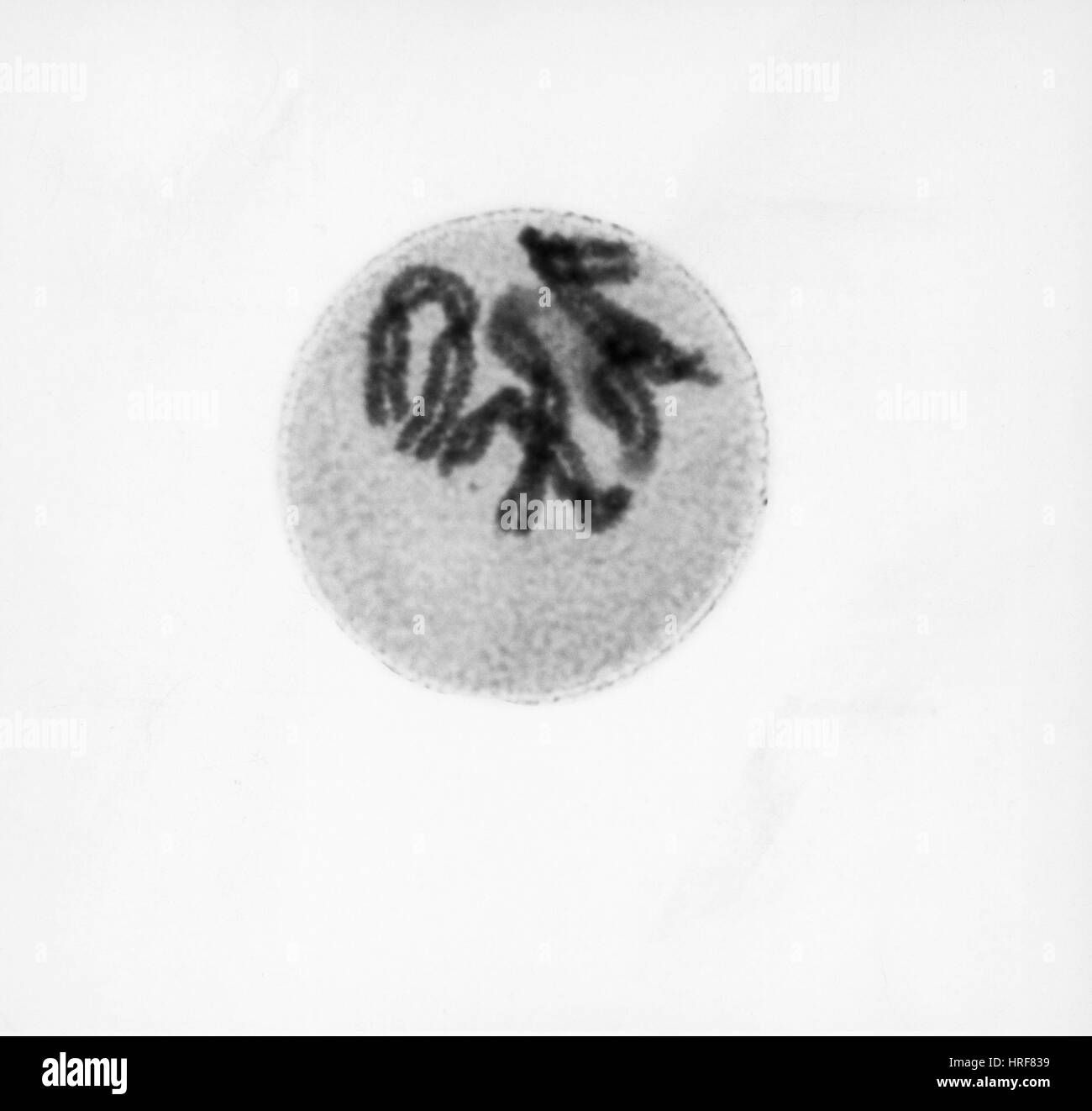 Plant cell mitosis hi-res stock photography and images - Alamy