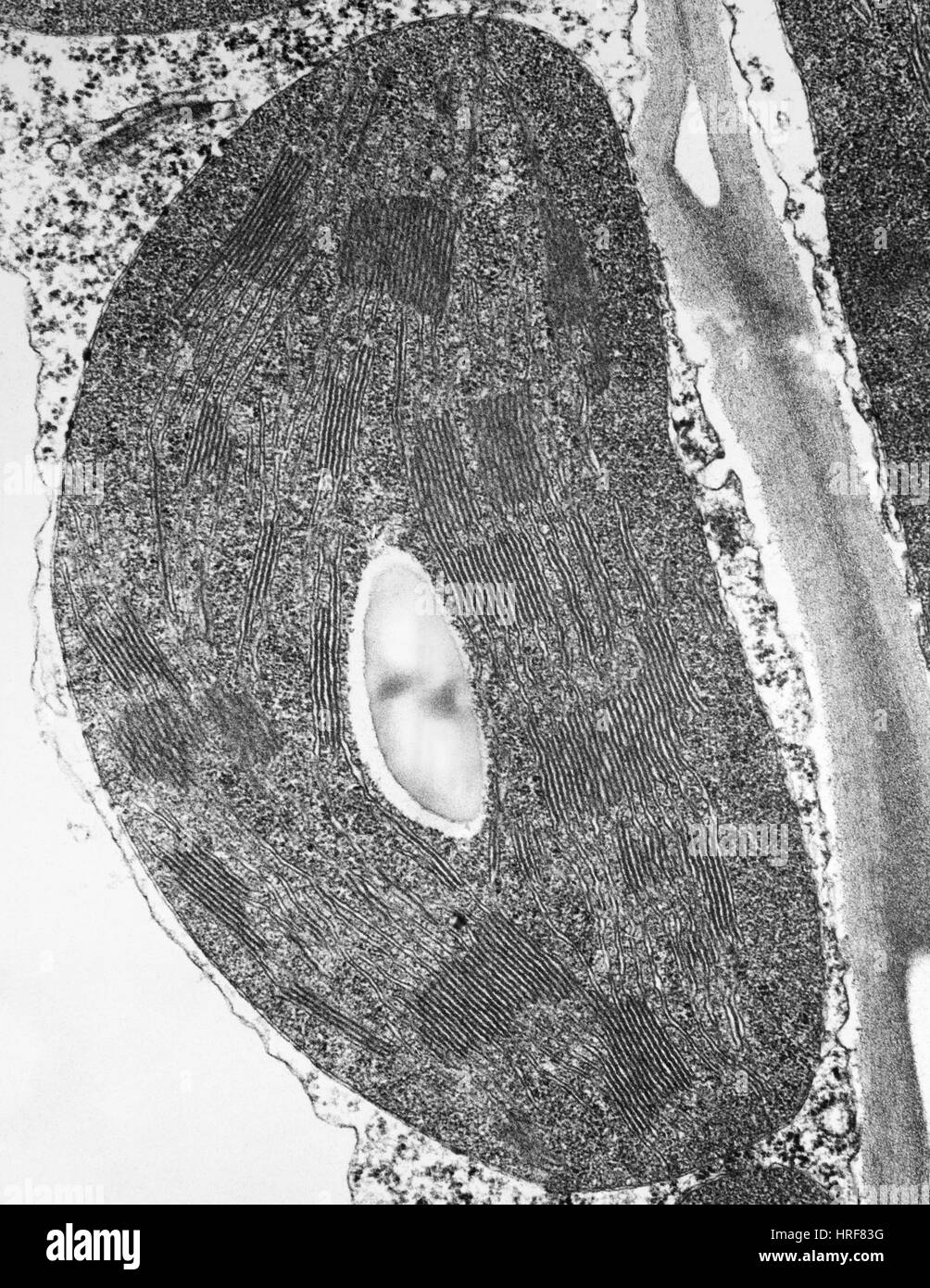 Micrograph chloroplast Black and White Stock Photos & Images - Alamy