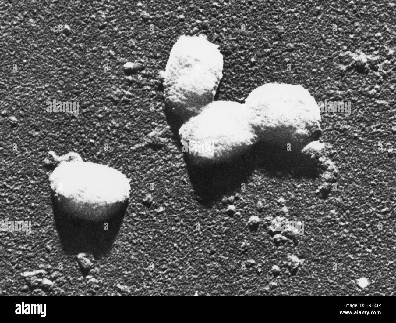 Vaccinia High Resolution Stock Photography and Images - Alamy