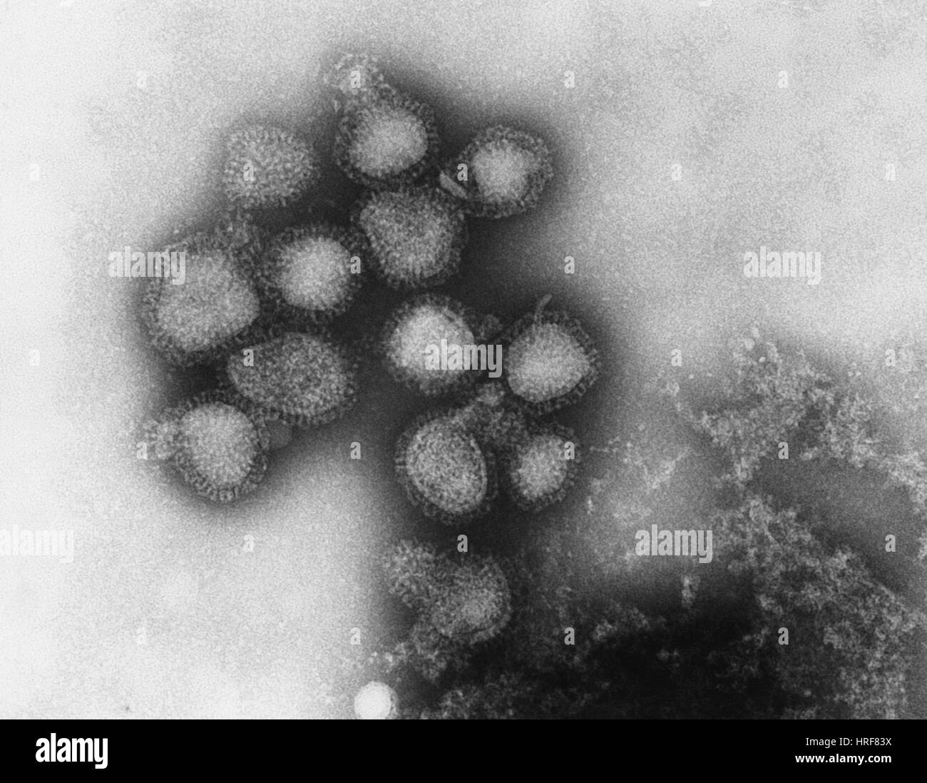 Pathogen virus Black and White Stock Photos & Images - Alamy