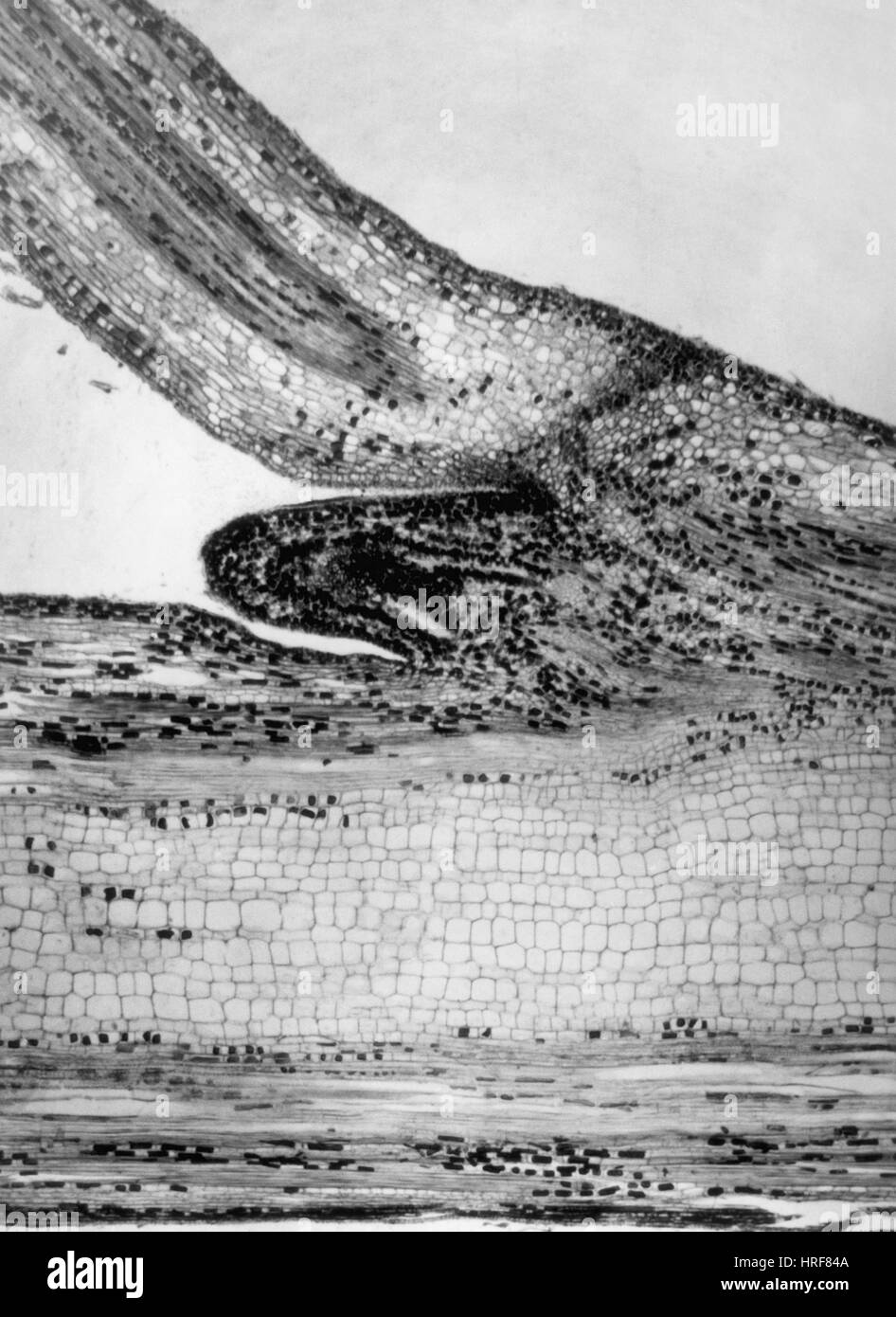 Allium Cells, LM Stock Photo - Alamy