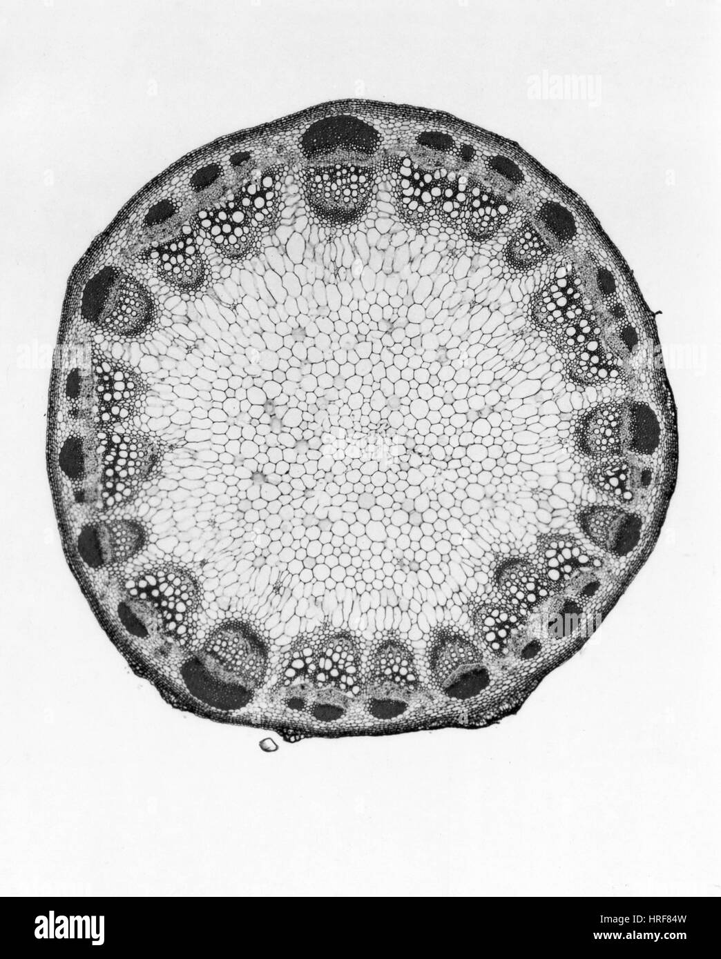 Sunflower stem micrograph hi-res stock photography and images - Alamy