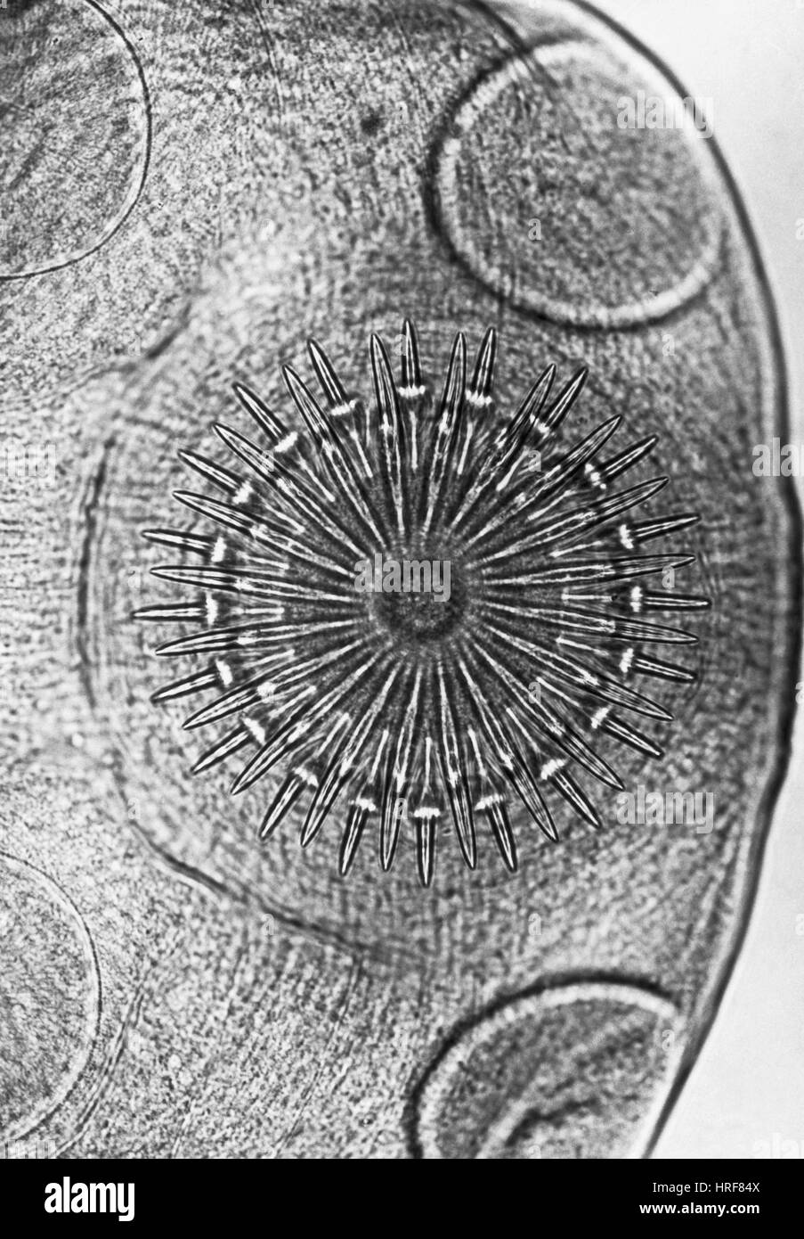 Dog Tapeworm Rostellum (LM Stock Photo - Alamy