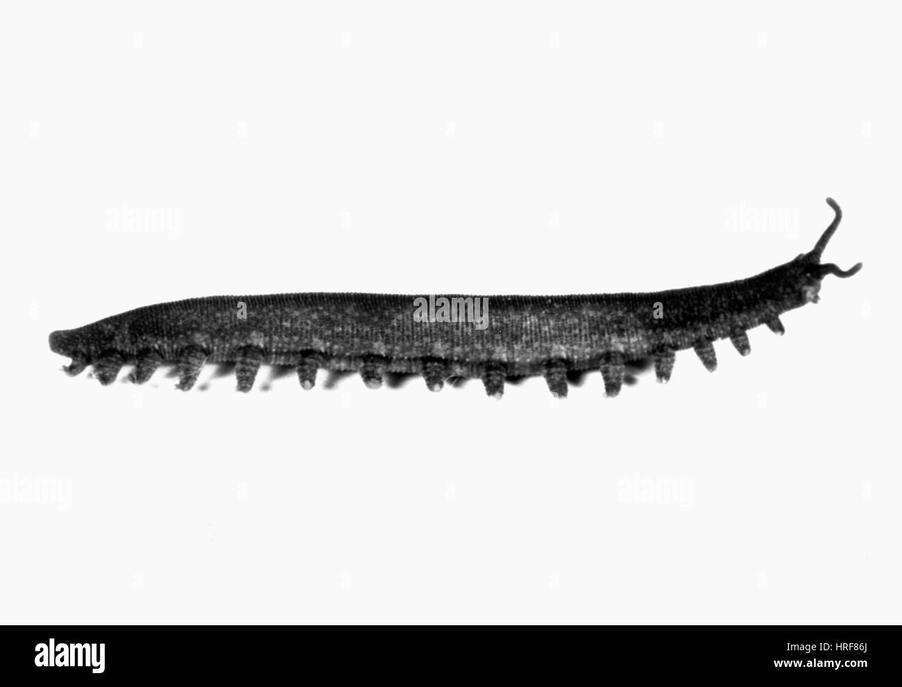 Peripatus hi-res stock photography and images - Alamy