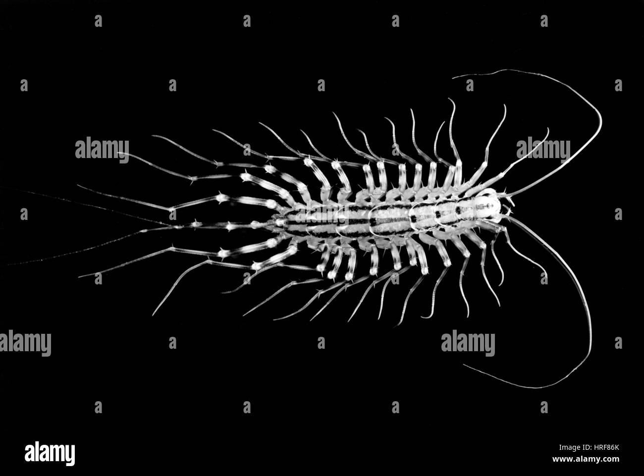 House centipede scutigera coleoptrata Black and White Stock Photos ...