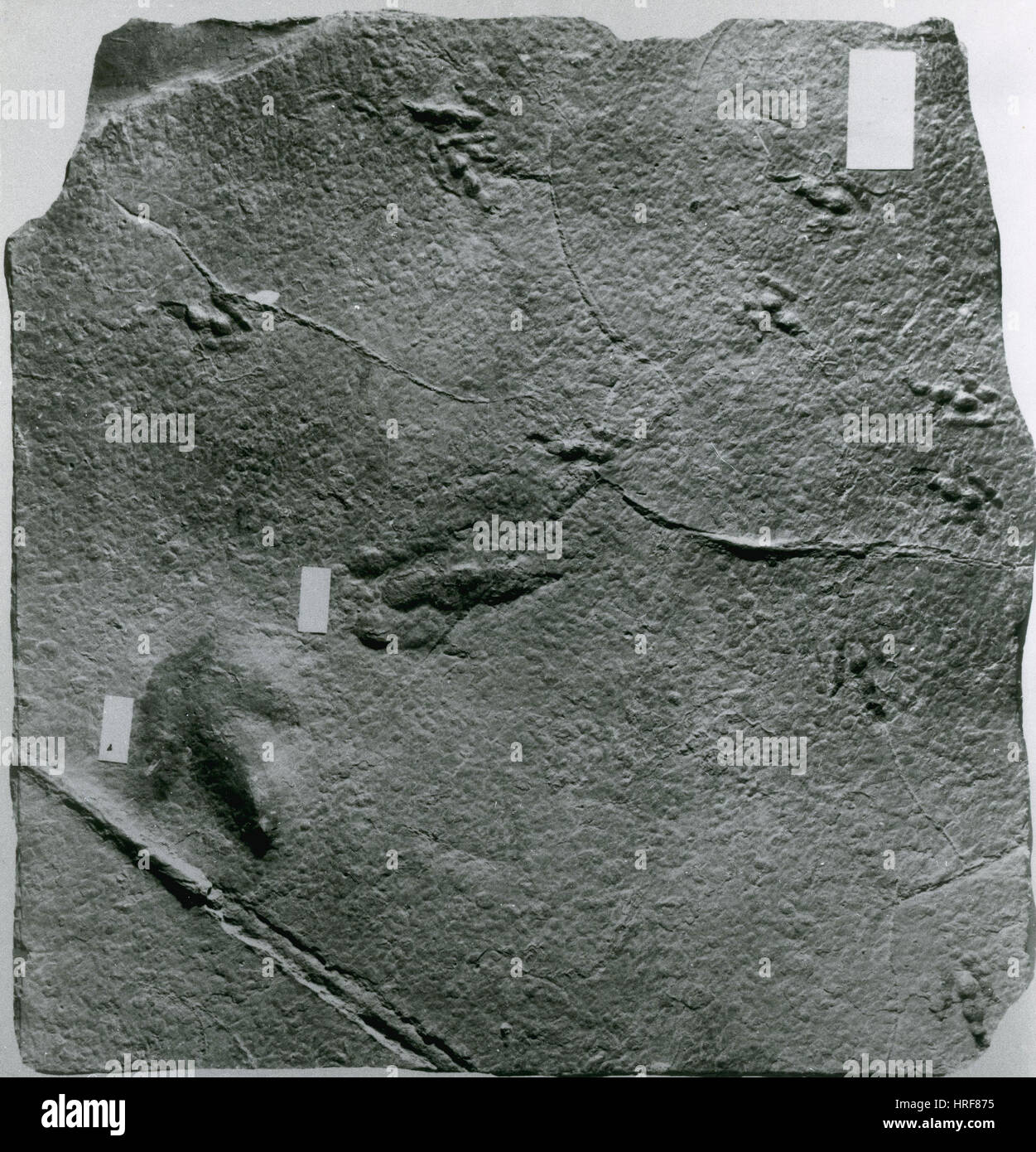 Dinosaur tracks hi-res stock photography and images - Alamy