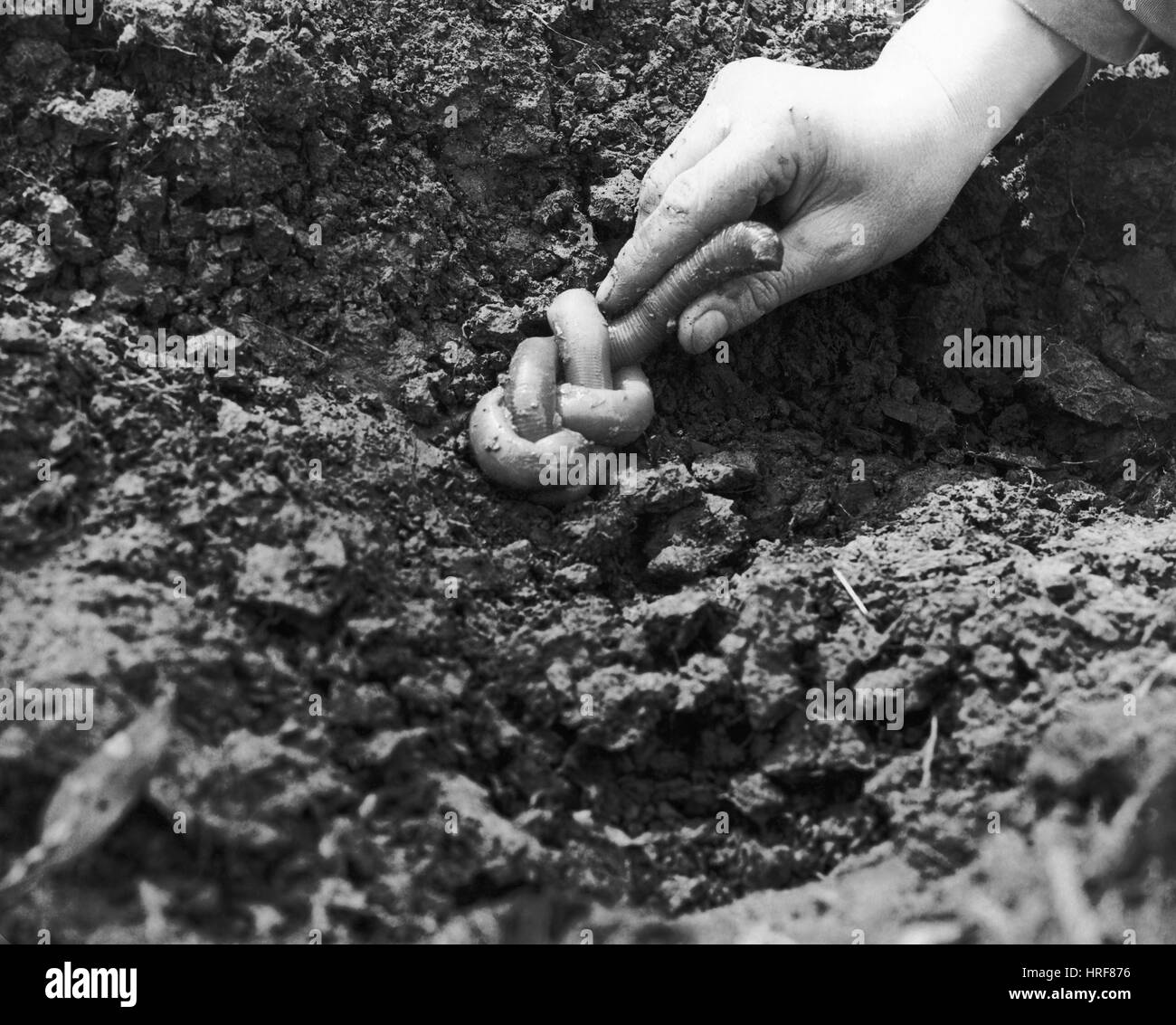 Gippsland earthworm hi-res stock photography and images - Alamy