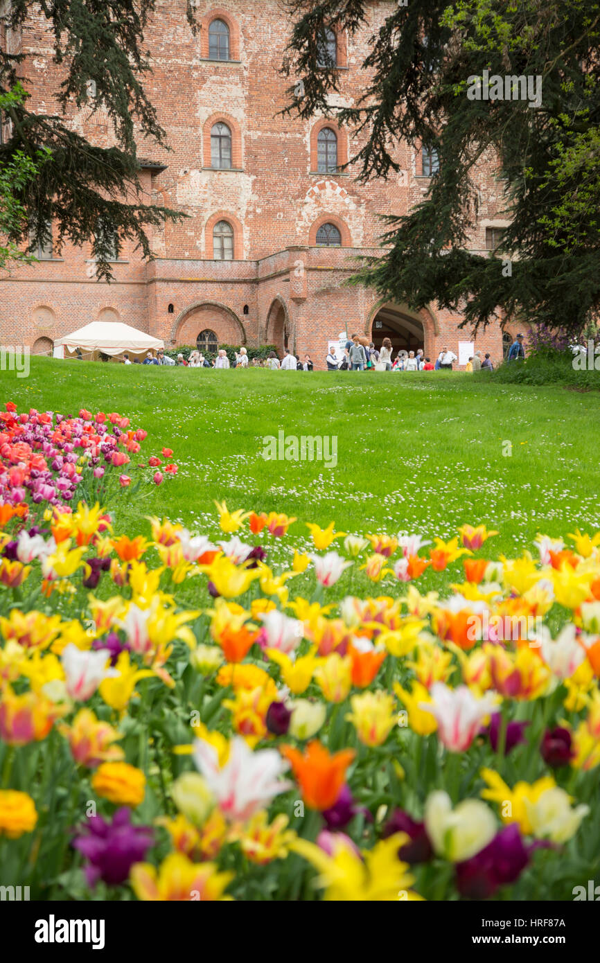 Beautiful tulips flowers garden hi-res stock photography and images - Alamy