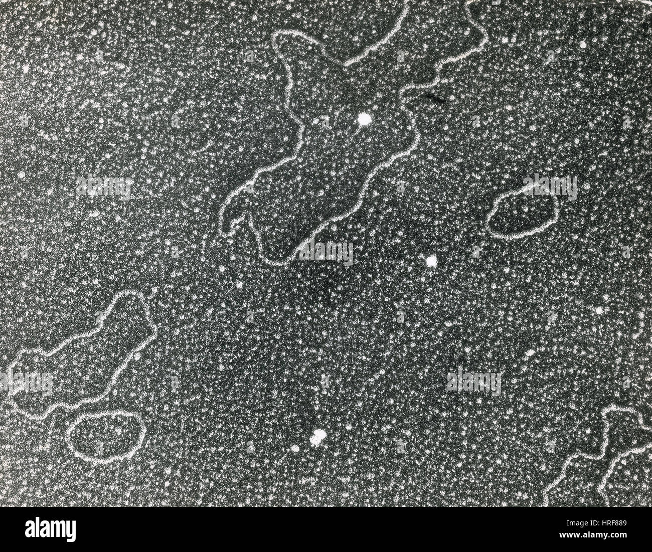 Dna electron micrograph hi-res stock photography and images - Alamy