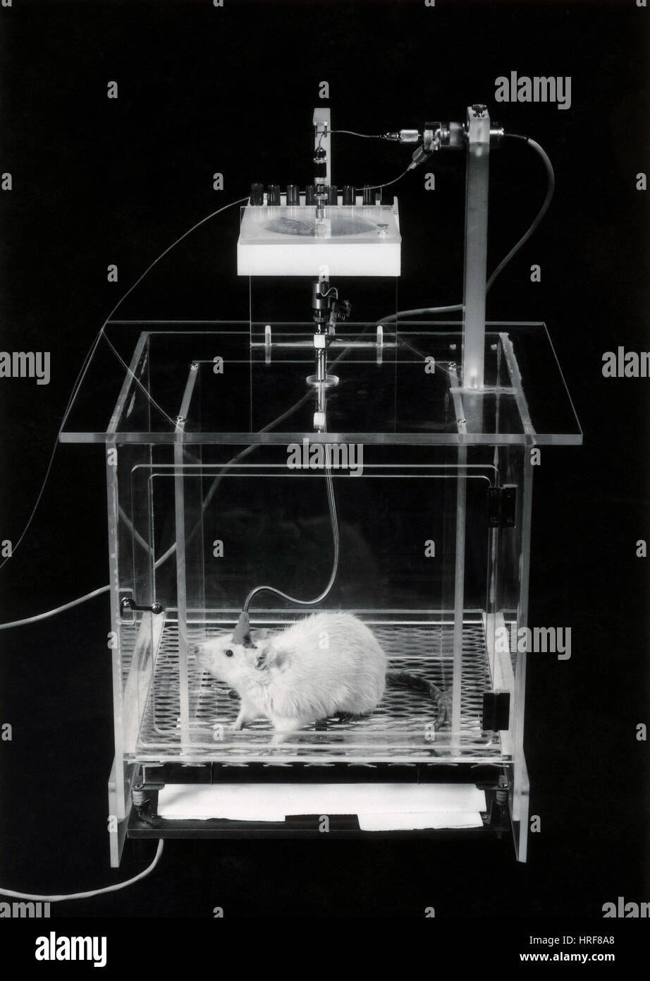 Animal testing cage hi-res stock photography and images - Alamy