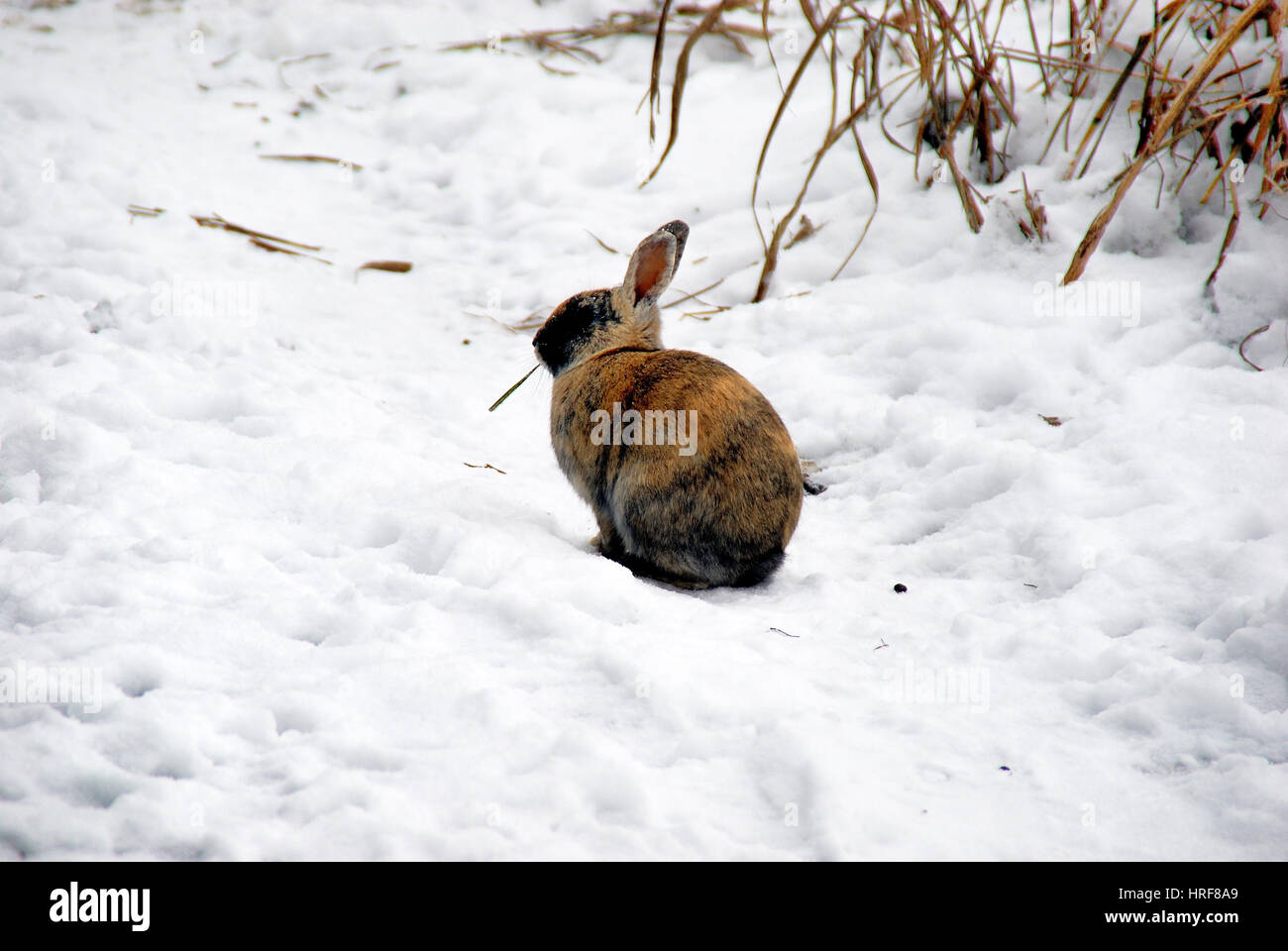 Rabbit in the snow Stock Photo - Alamy
