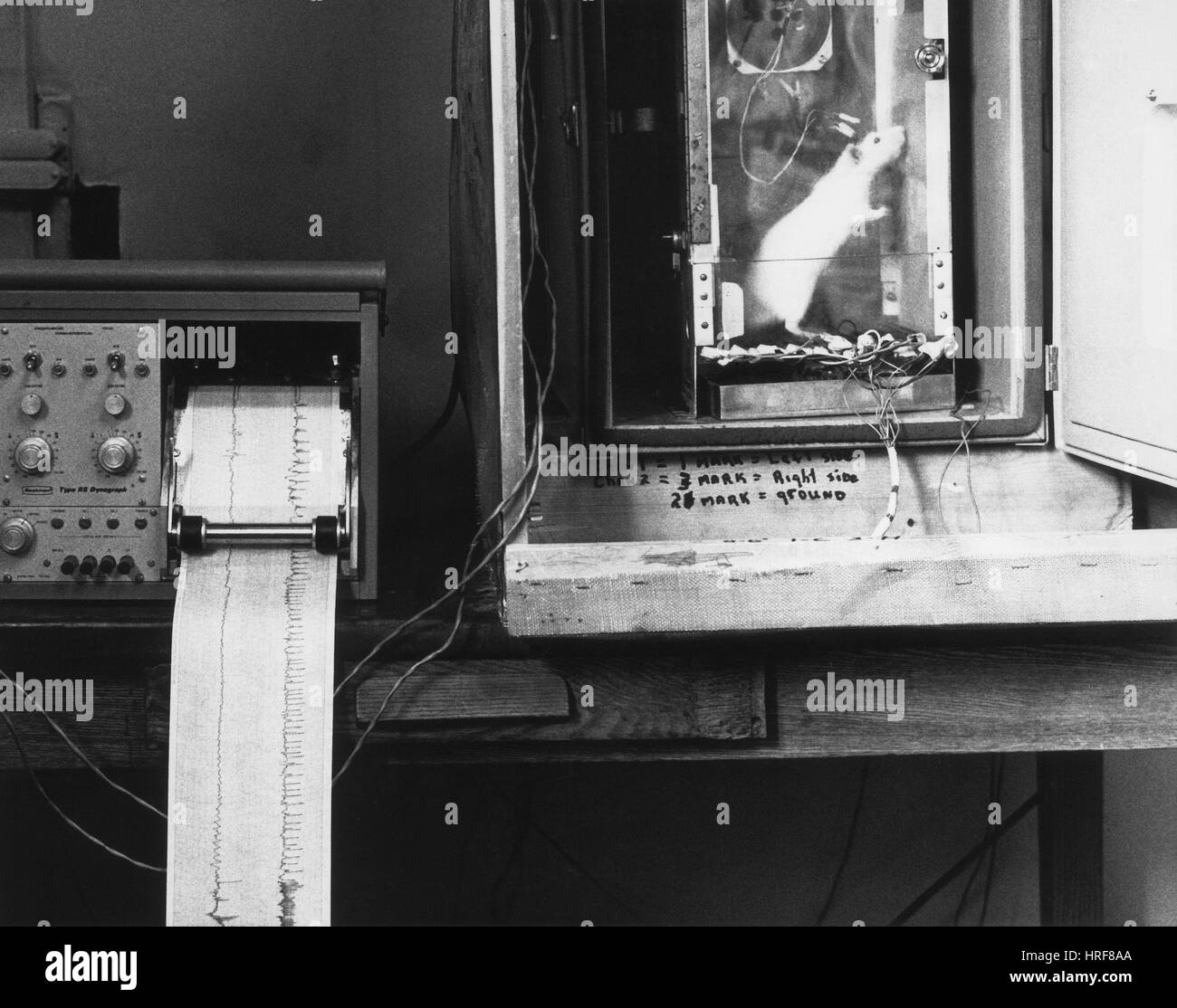 Animal Testing, Lab Rat in Activity Box Stock Photo - Alamy