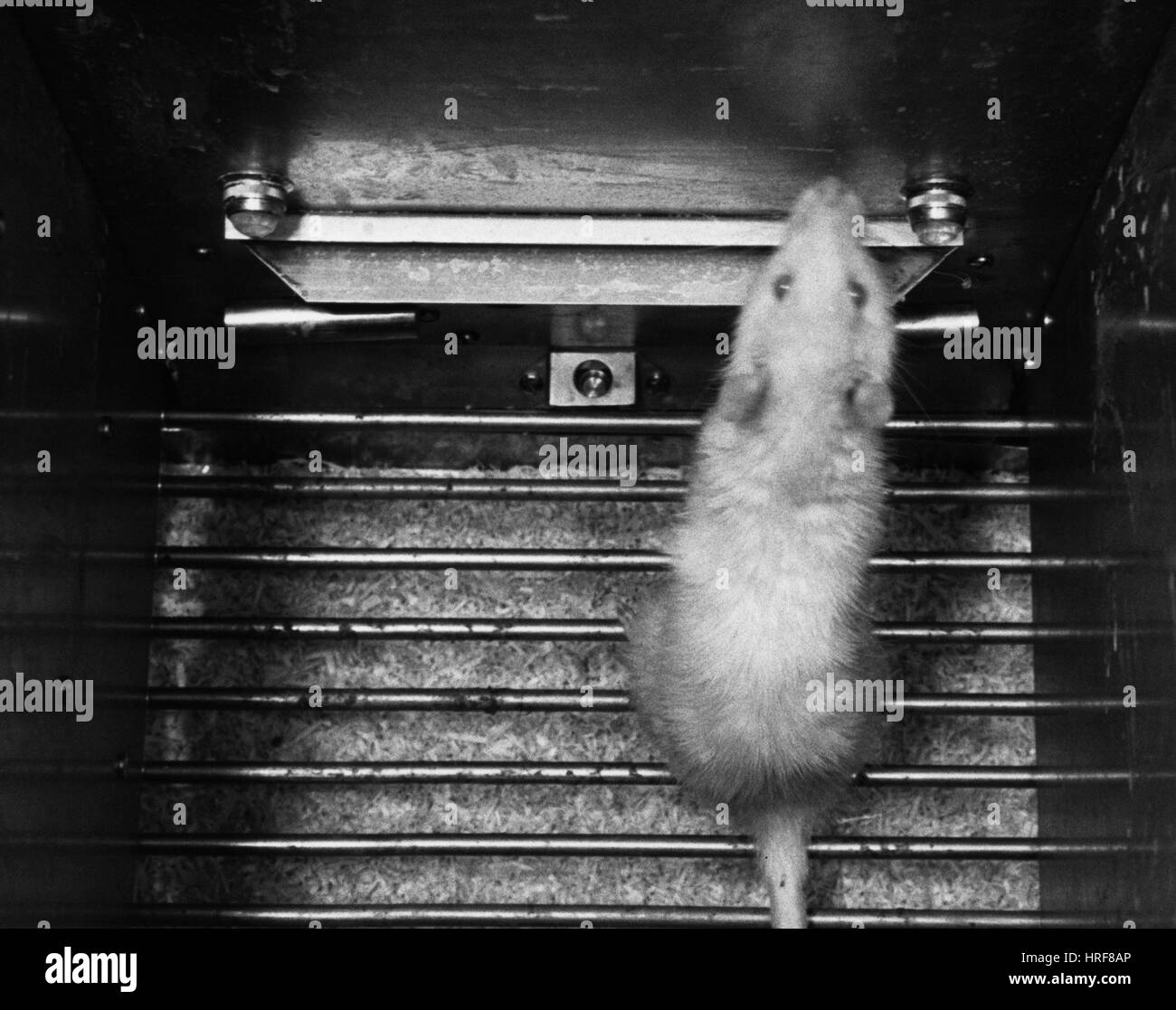 Lab rat testing Black and White Stock Photos & Images - Alamy
