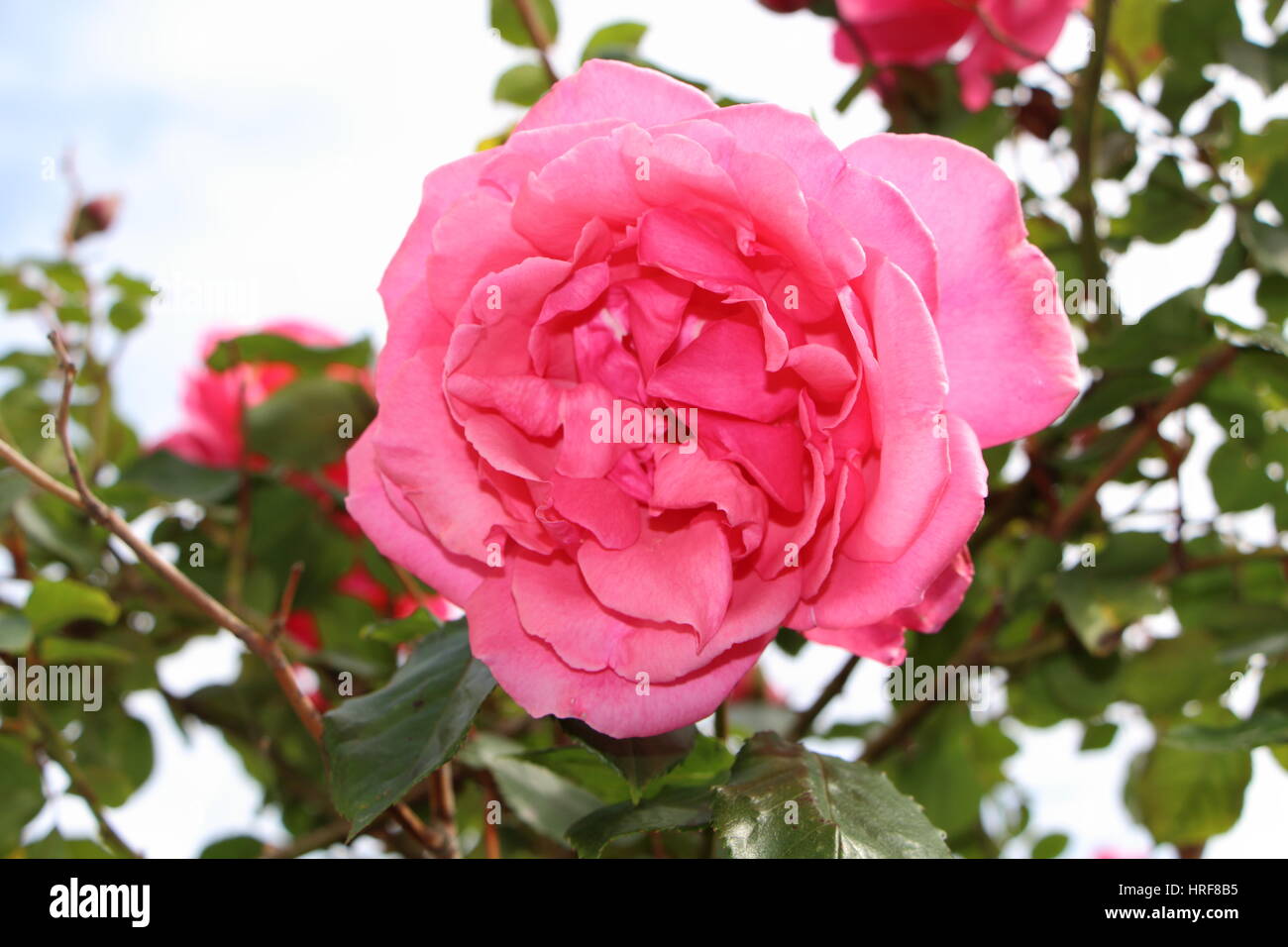 Rose flower in a garden Stock Photo - Alamy