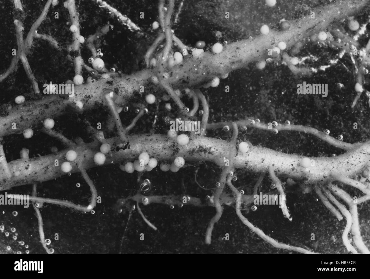 Cyst golden potato cyst nematode Black and White Stock Photos & Images ...