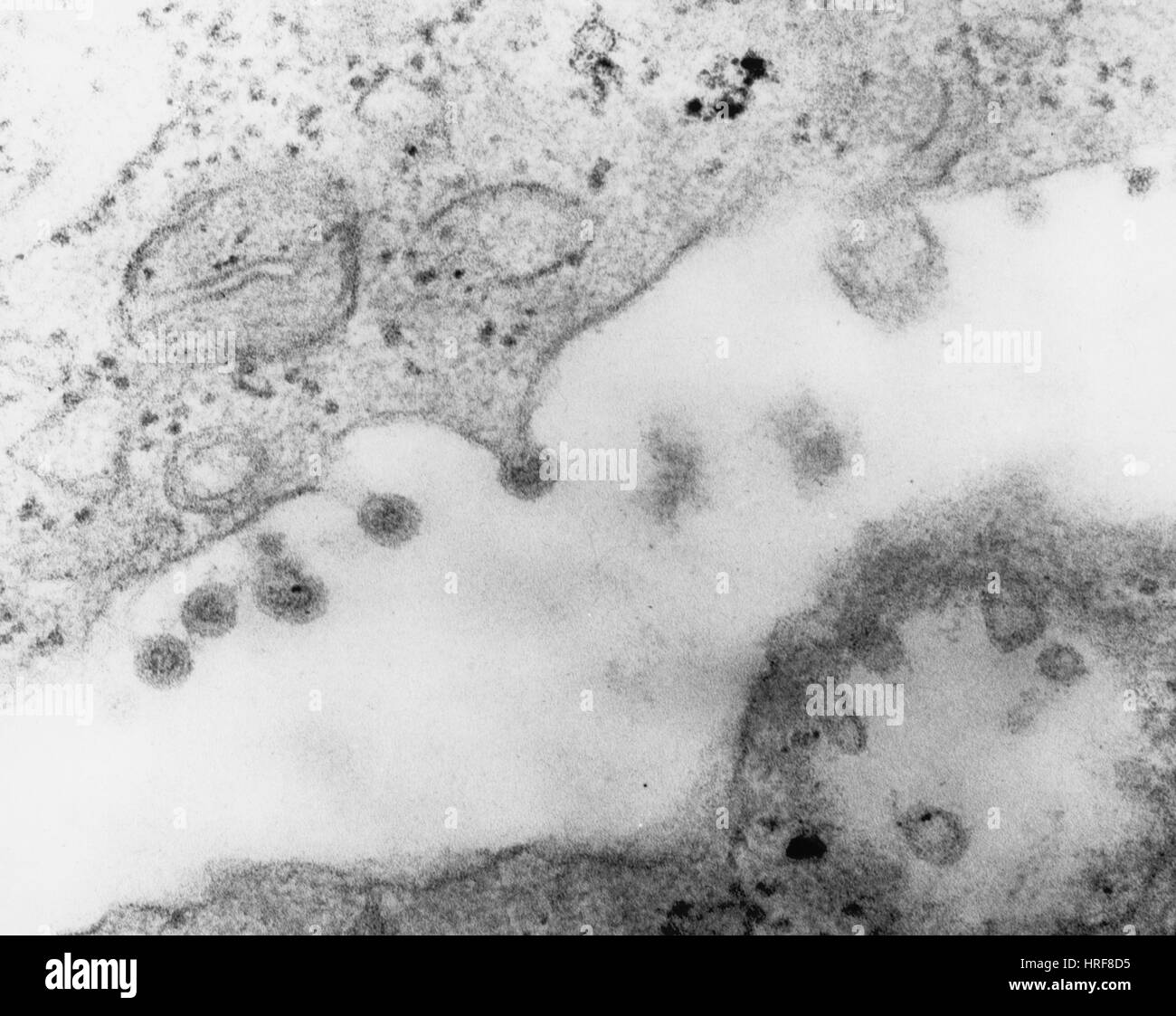 Rubiviridae Black and White Stock Photos & Images - Alamy