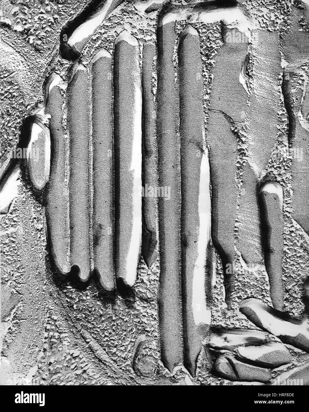 Plastid electron micrograph hi-res stock photography and images - Alamy