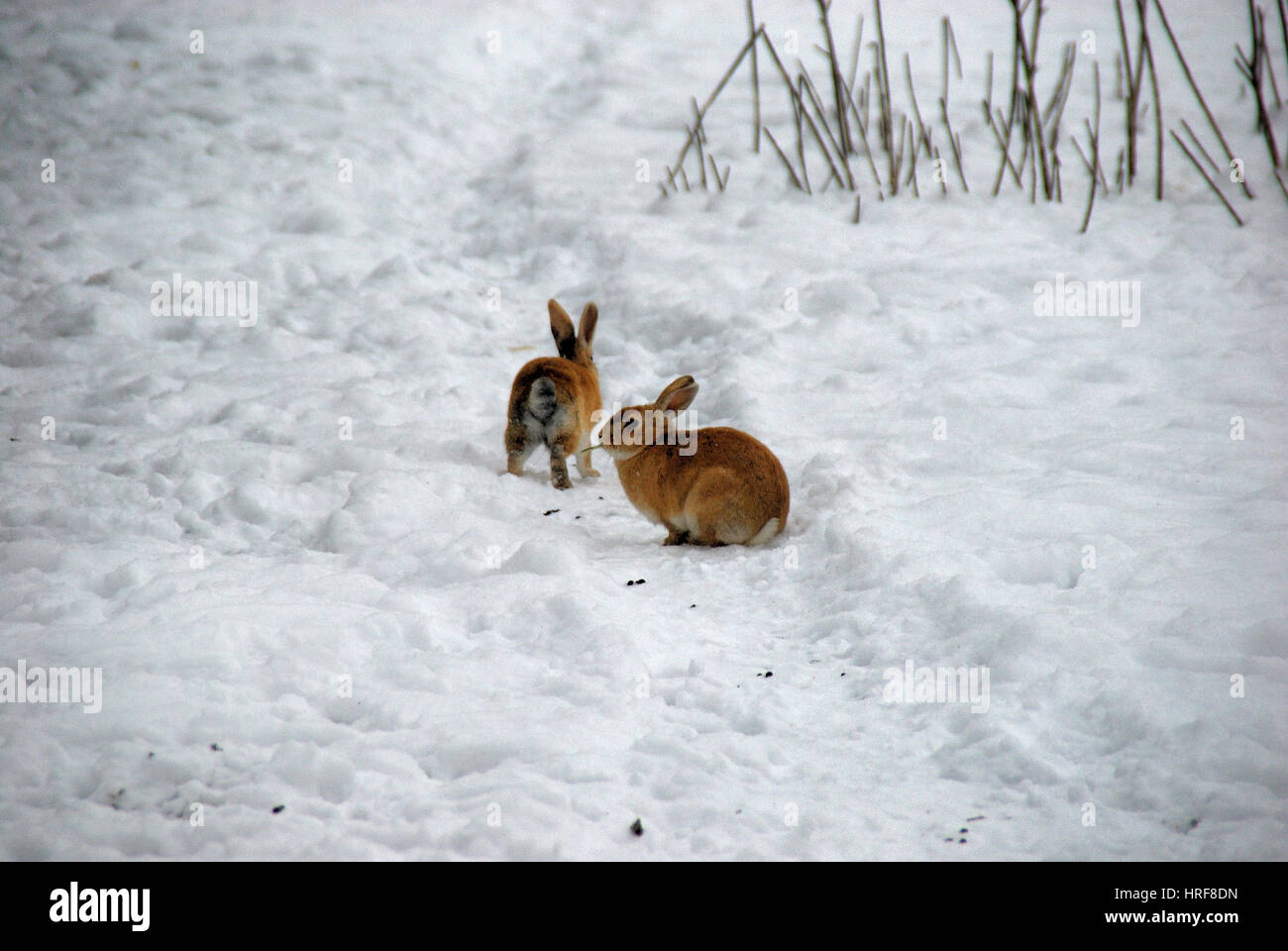 Rabbit in the snow Stock Photo - Alamy