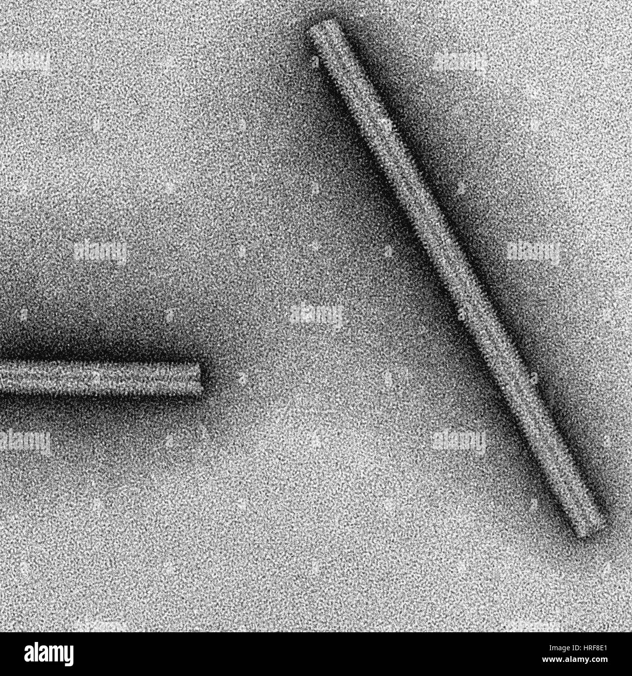 Tobacco Mosaic Virus Stock Photo - Alamy