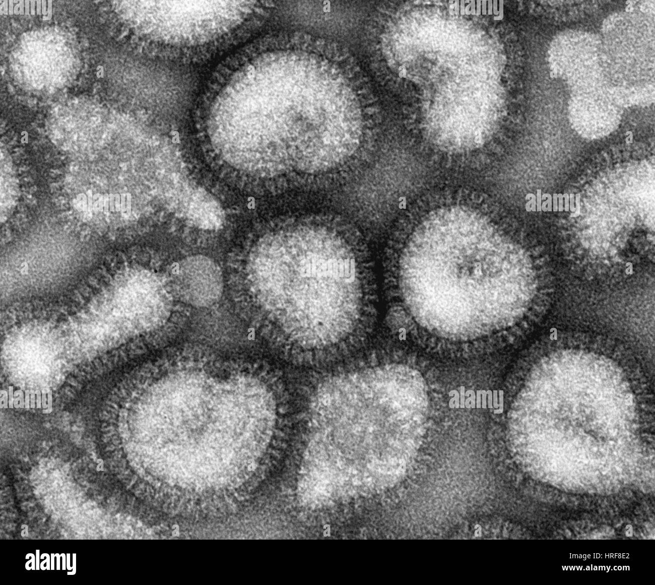 Pathogen virus Black and White Stock Photos & Images - Alamy