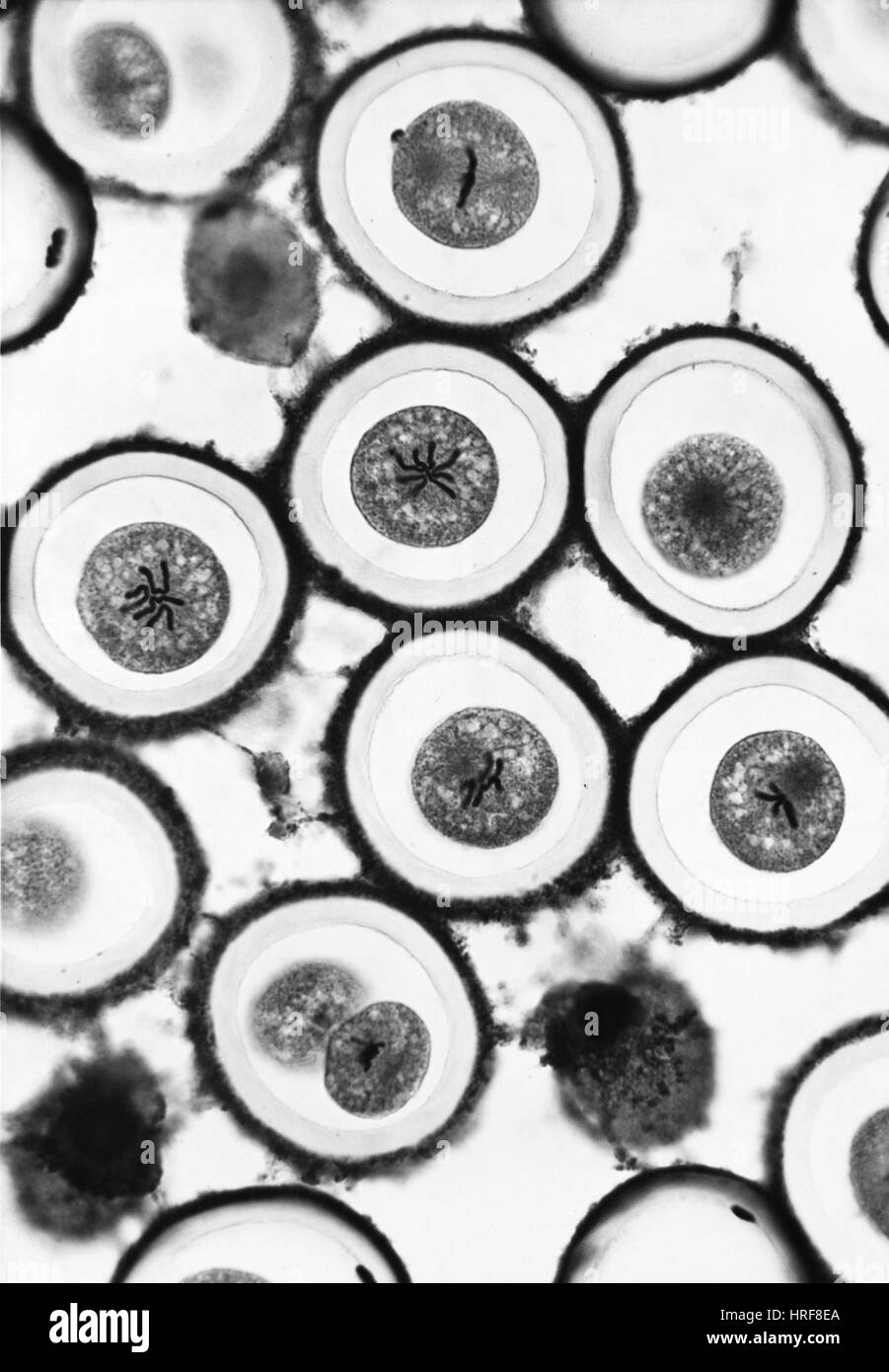Animal cell mitosis Black and White Stock Photos & Images - Alamy