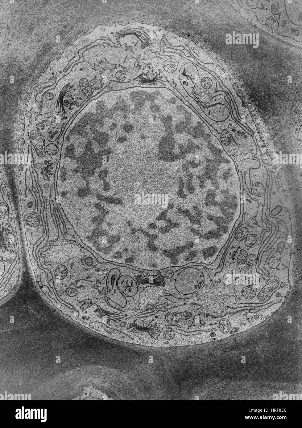 Corn Root Tip Cell, TEM Stock Photo - Alamy