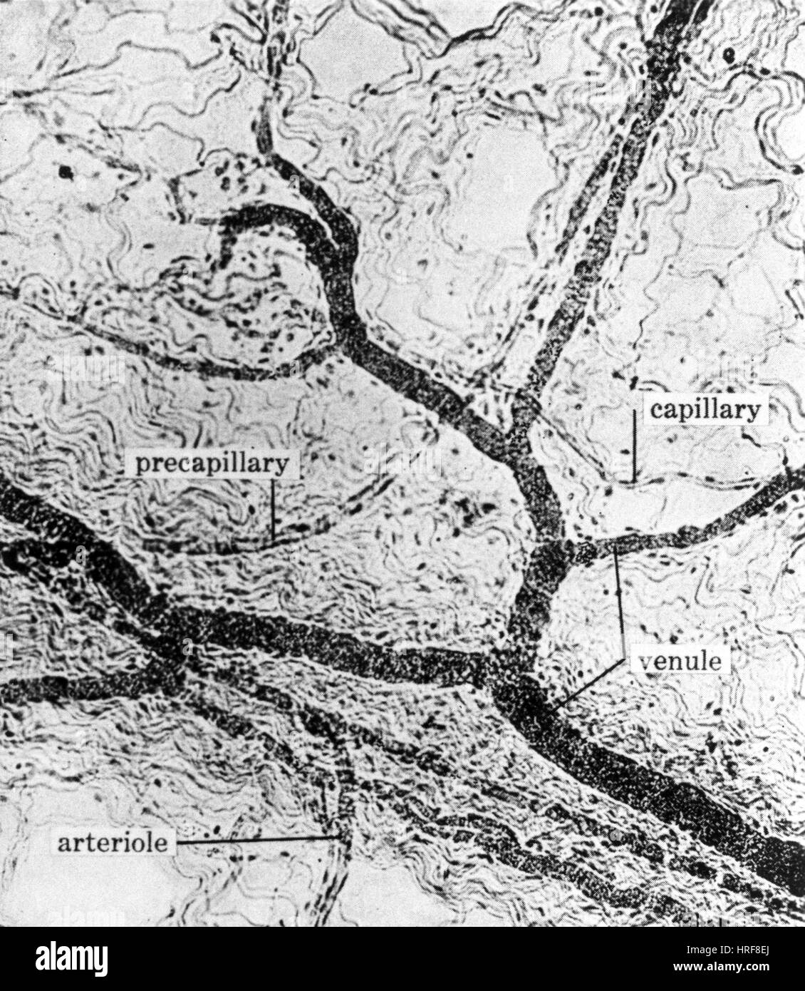 Micrograph blood capillary hi-res stock photography and images - Alamy