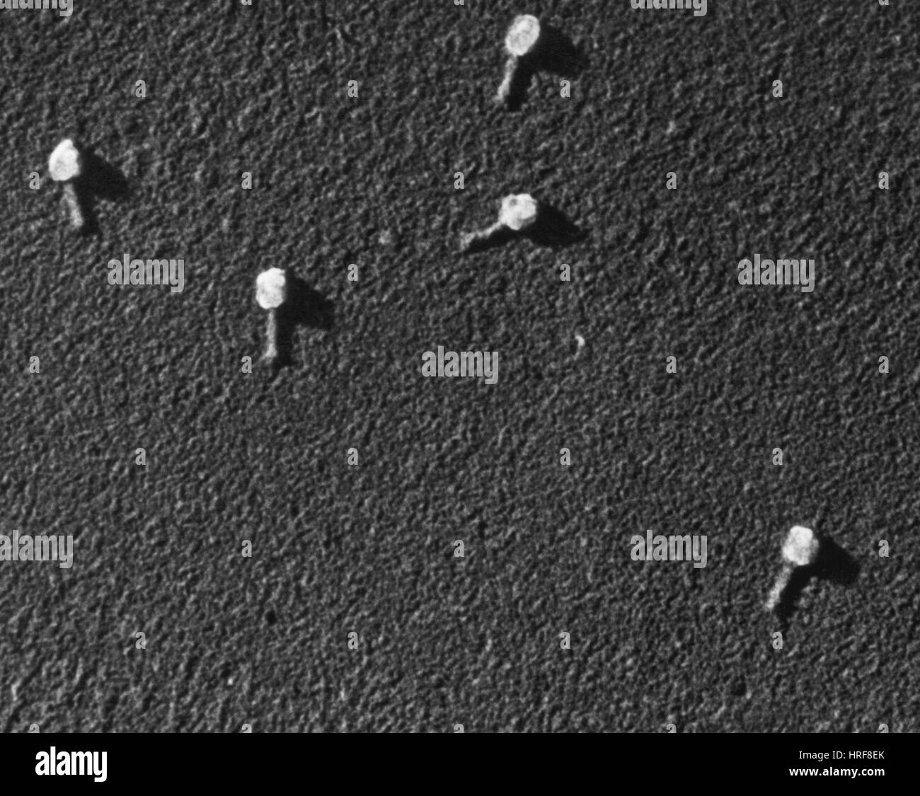 Bacteriophage t2 hi-res stock photography and images - Alamy