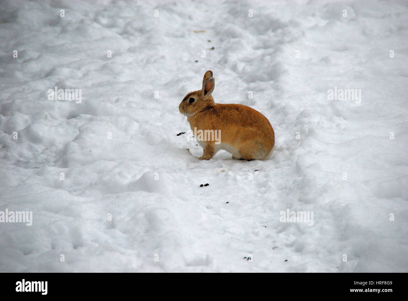 Rabbit in the snow Stock Photo - Alamy