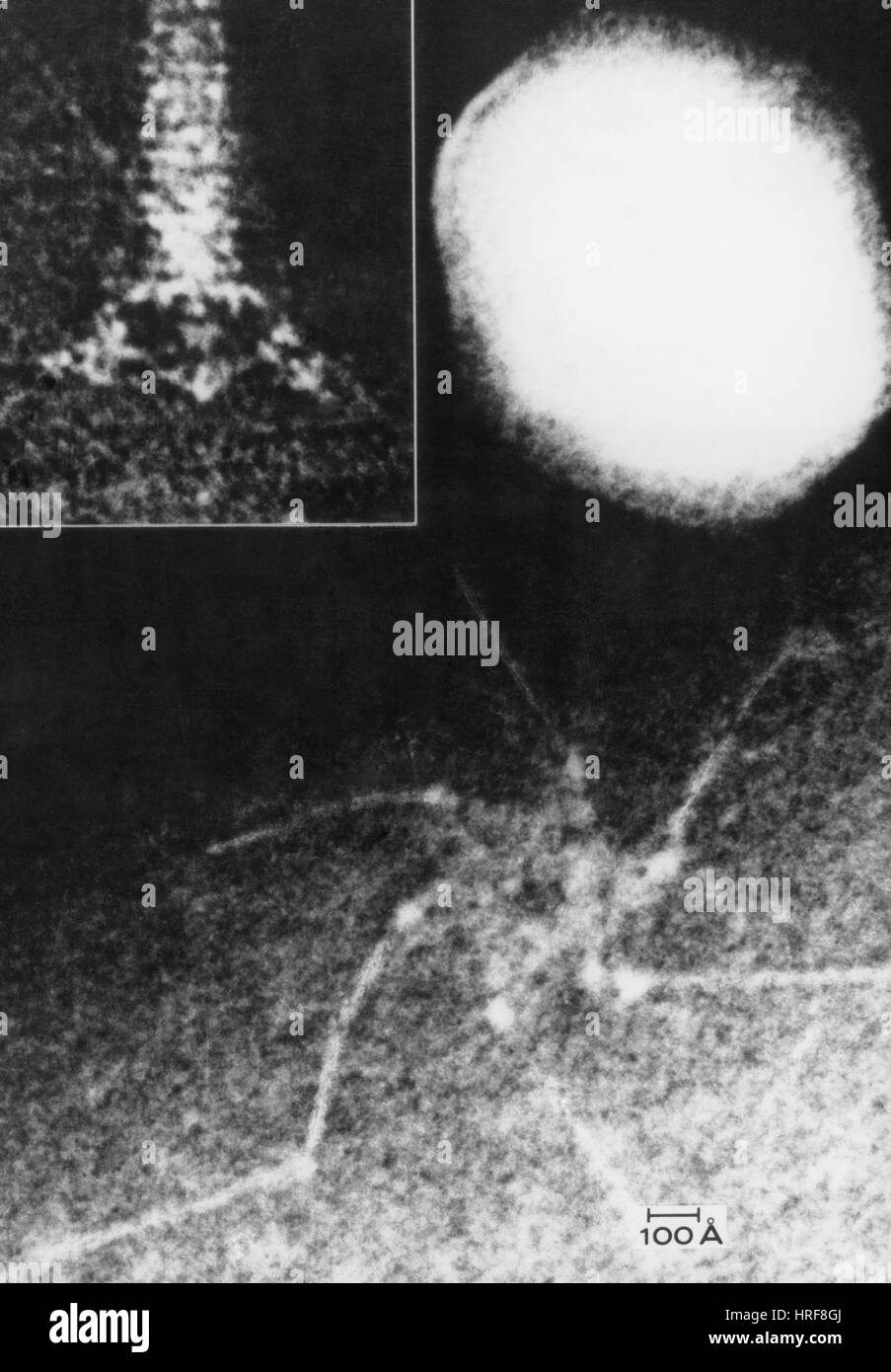 Bacteriophage tem hi-res stock photography and images - Alamy