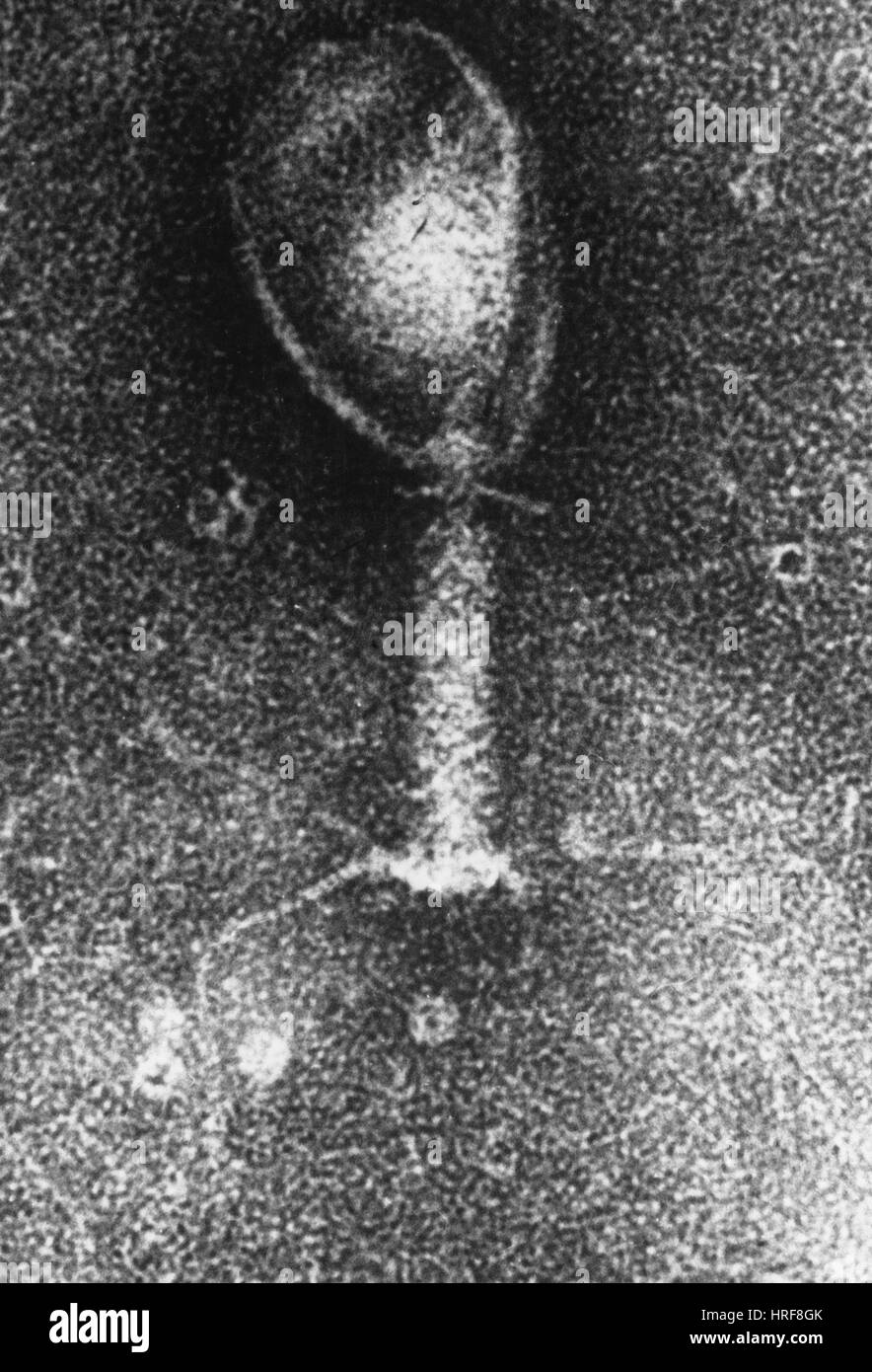 Enterobacteria phage T2 Stock Photo - Alamy