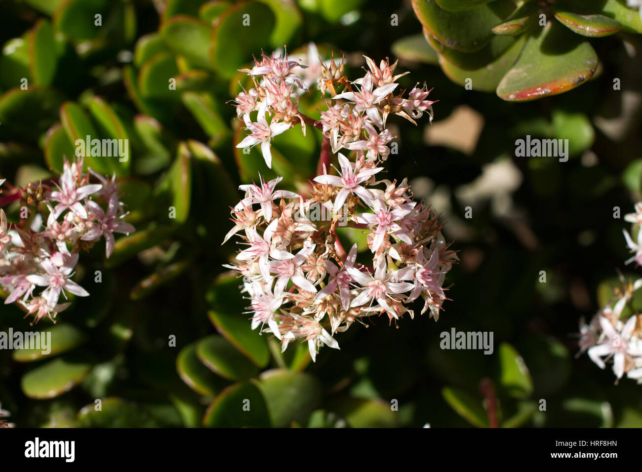 Money tree with pink flowers. Crassula. Stonecrops succulent Stock ...
