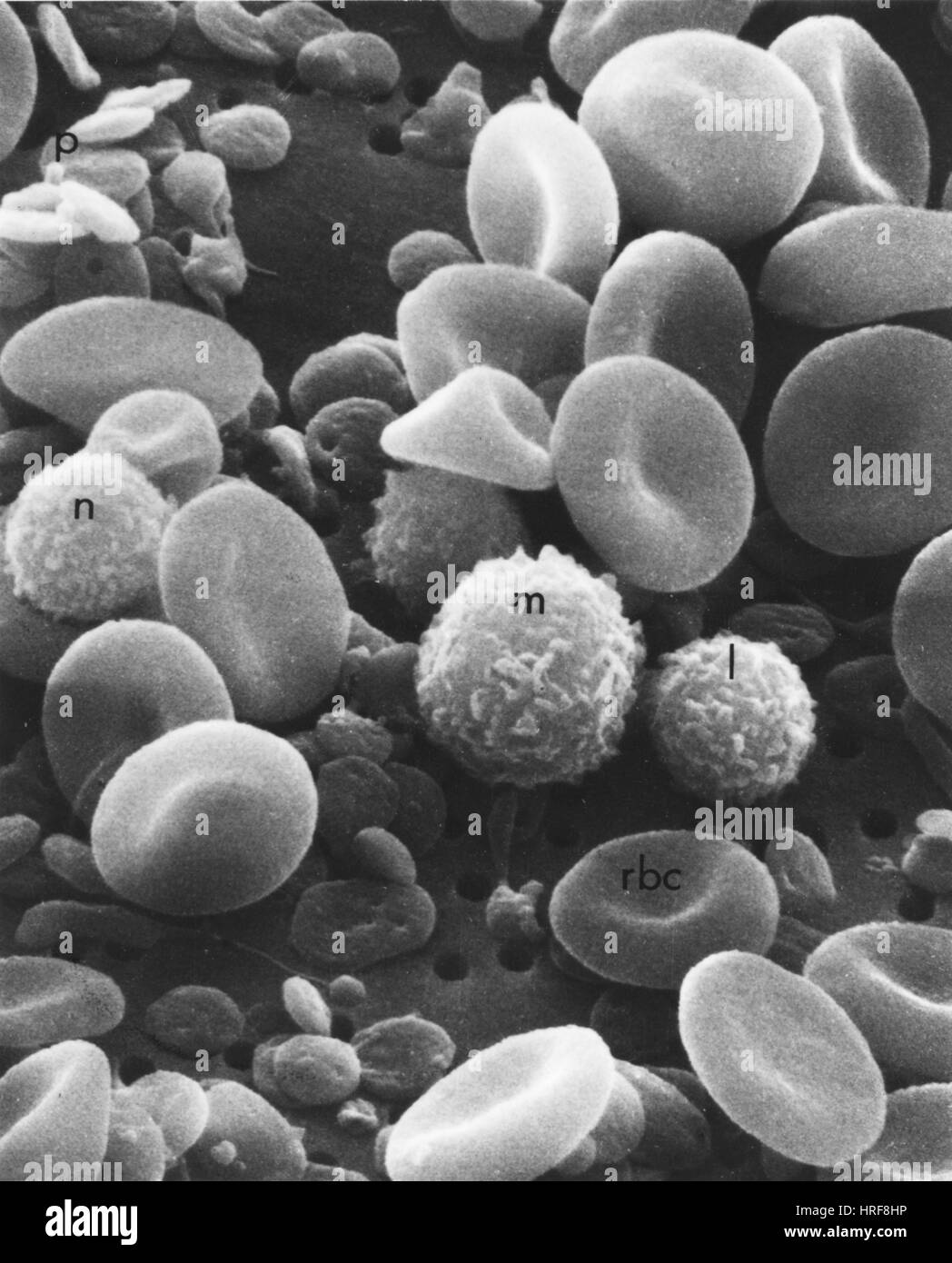 Labeled red blood cell hi-res stock photography and images - Alamy